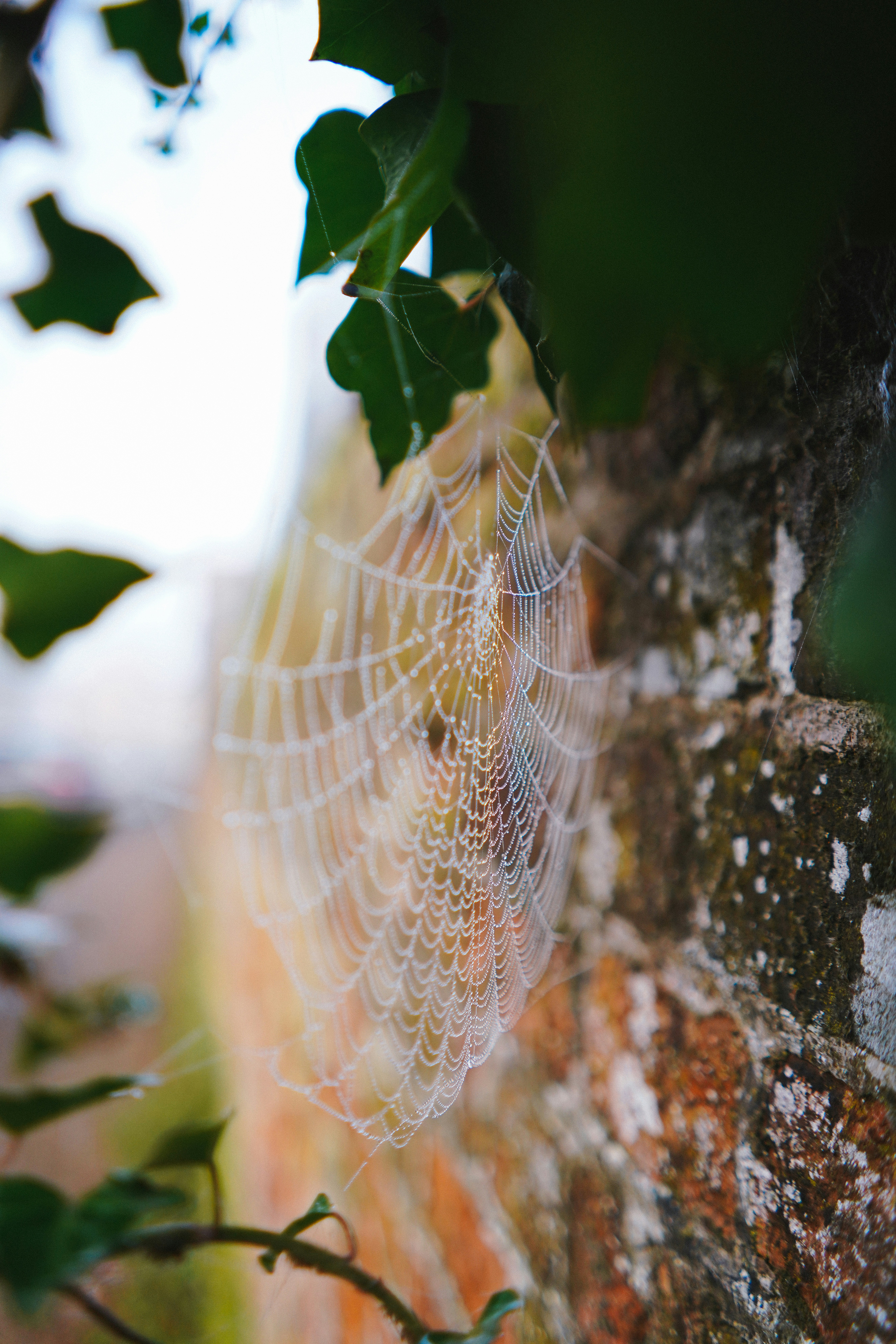 Dew-lace Web Between Brick and Vine
