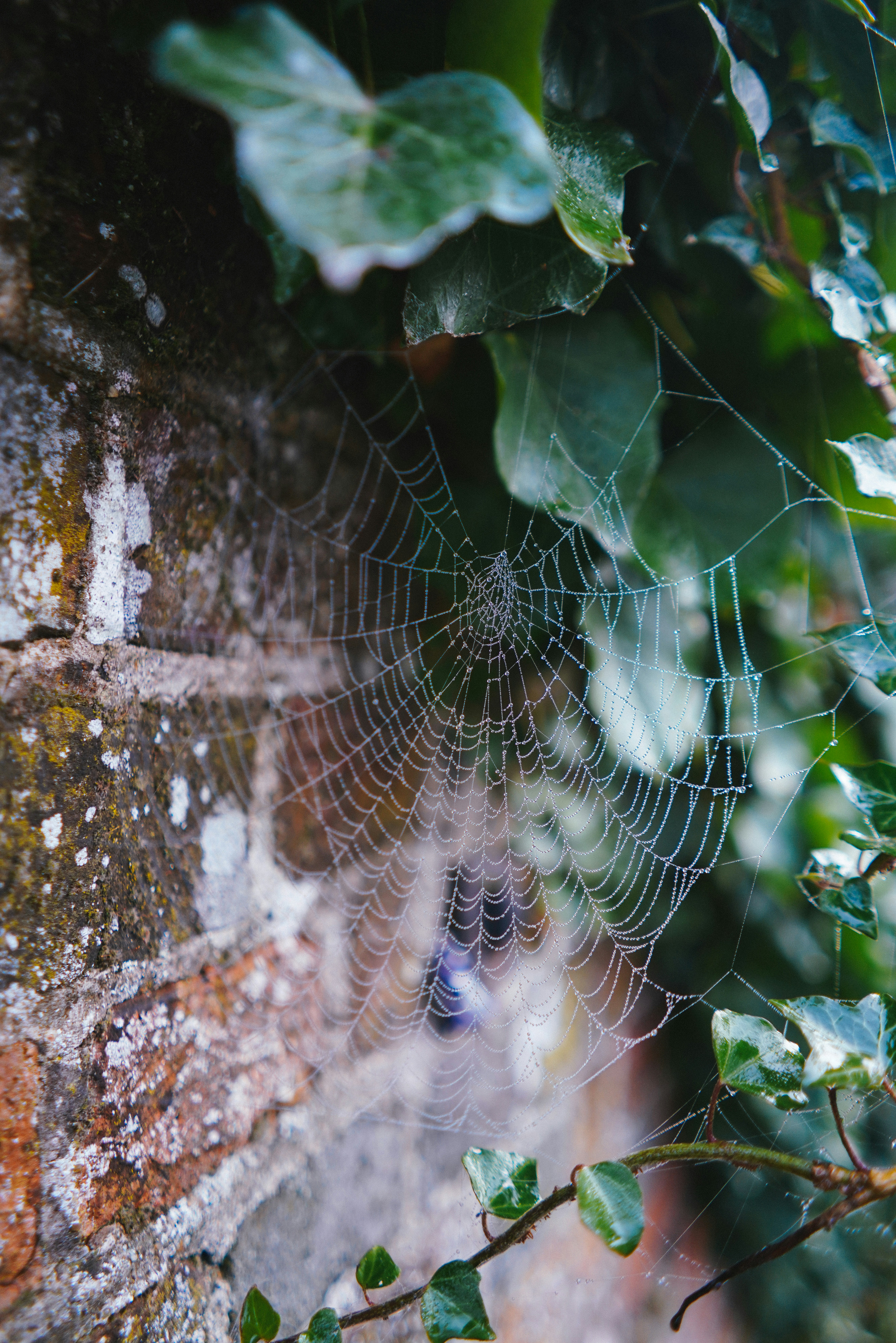spider web on brown and white wall