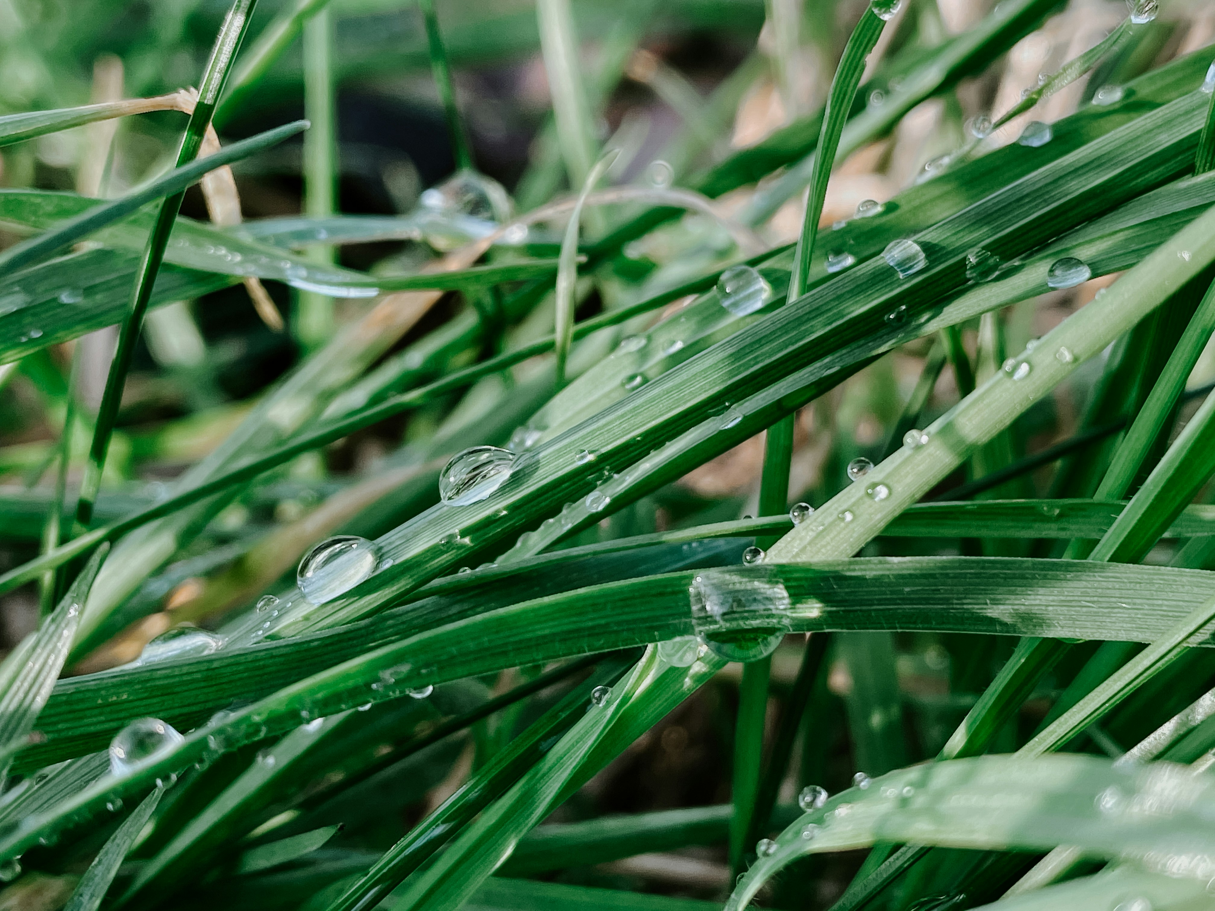 Dew droplets resting on vibrant green blades of grass.