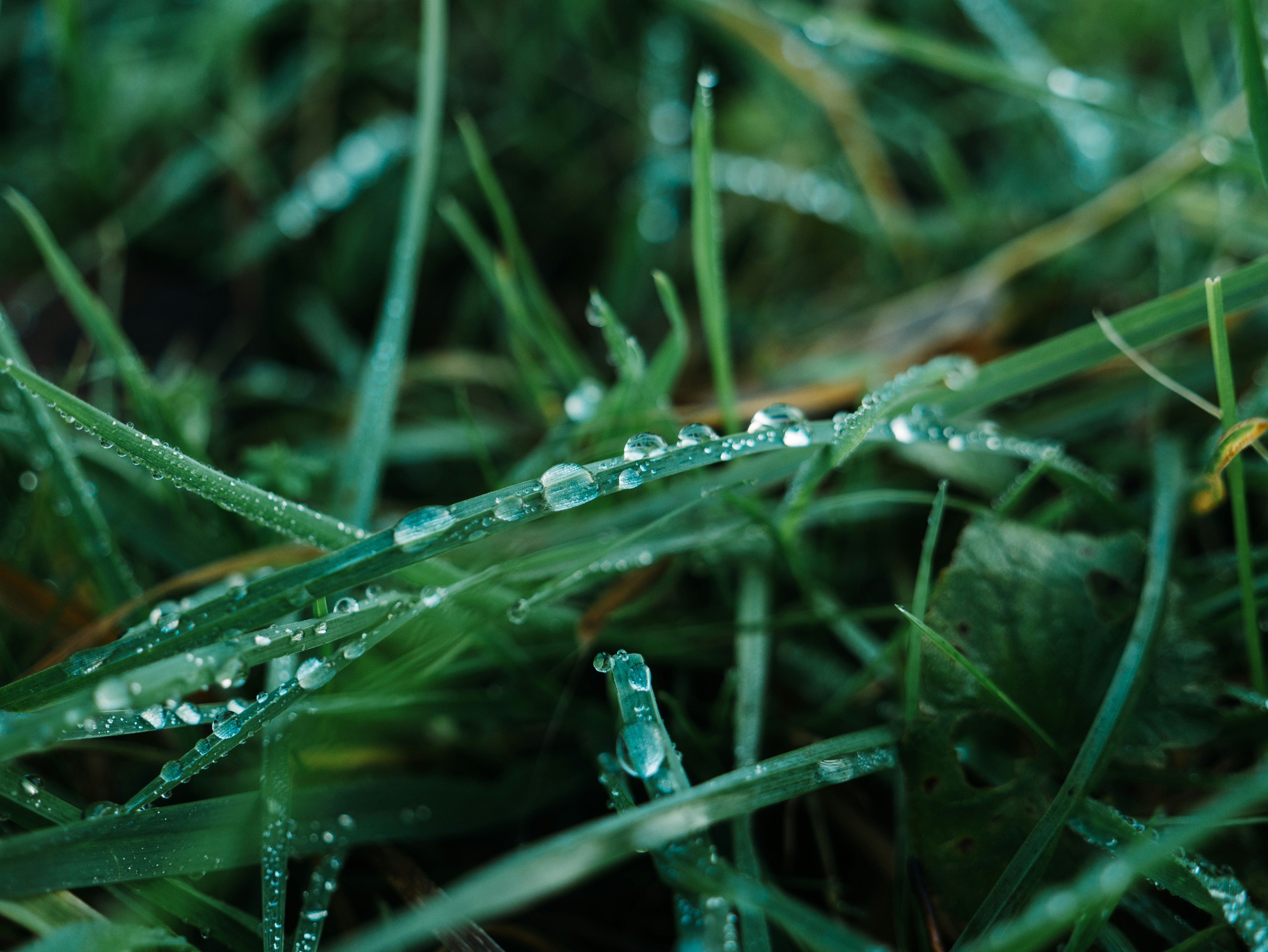Close-up of dew-covered grass blades in soft focus.