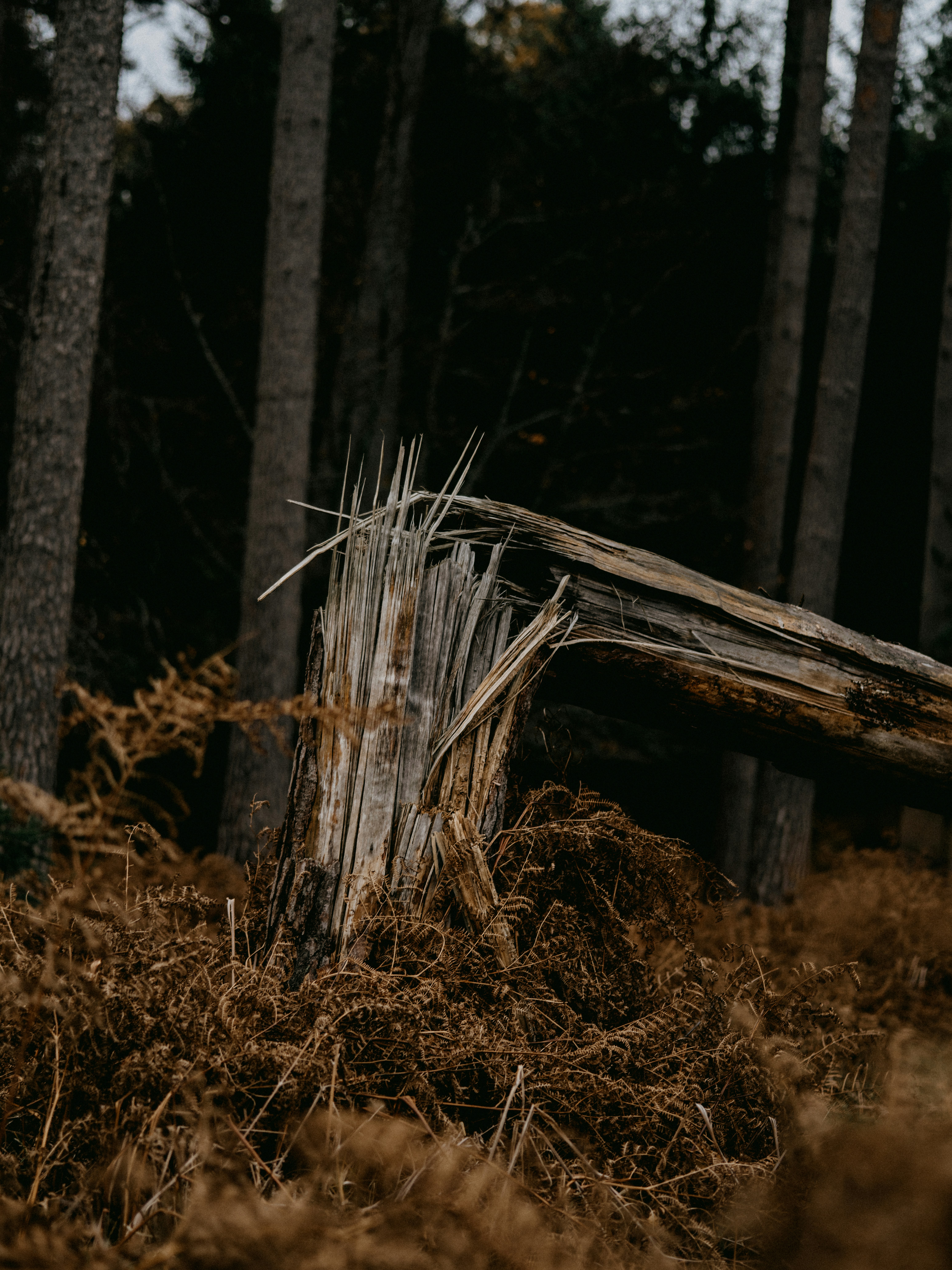 Weathered tree stump surrounded by ferns in a dense forest. The interplay of light and shadow accentuates the texture of the wood.