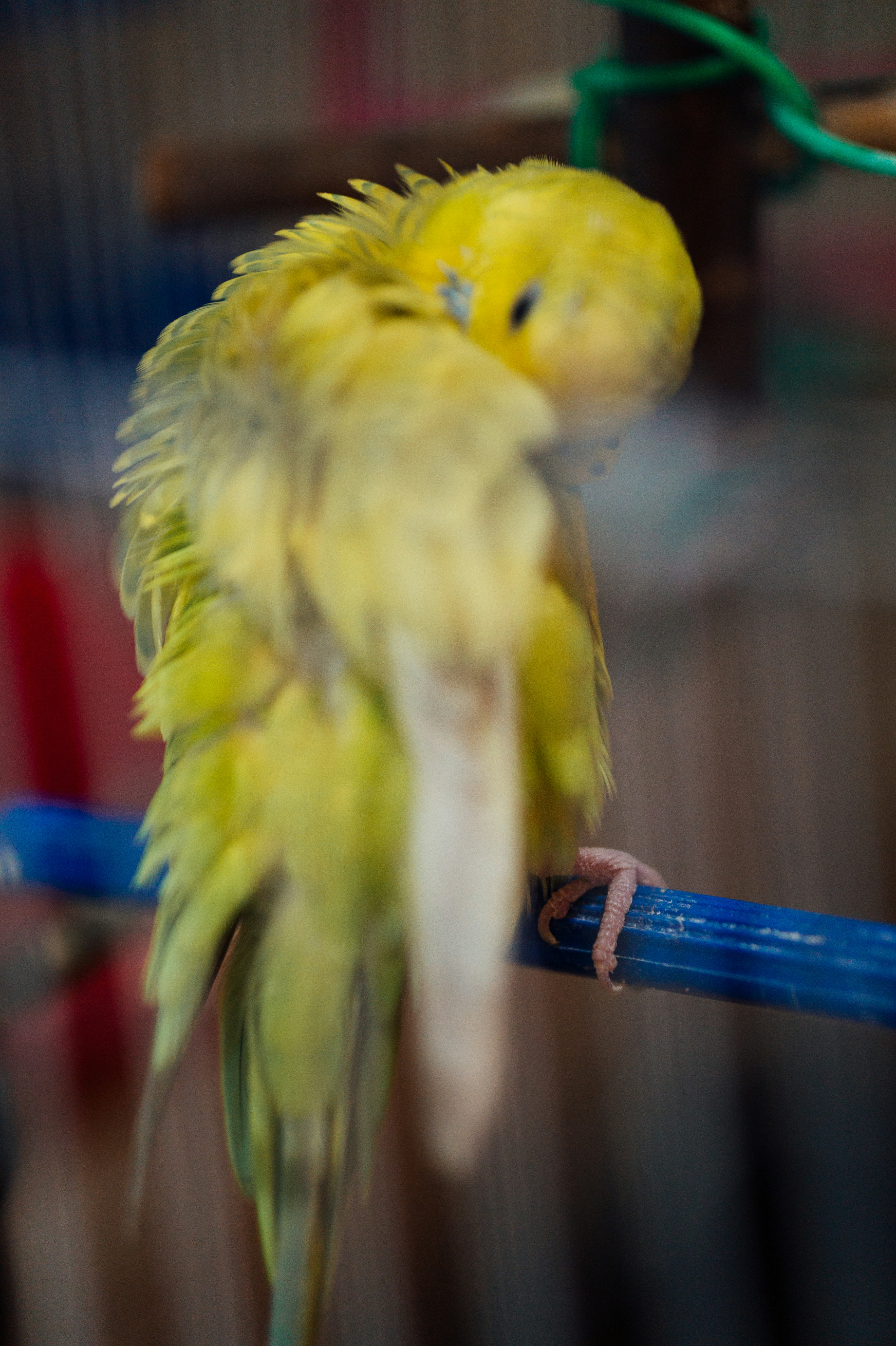 Blurred Intimacy: Yellow Parakeet Preens on a Blue Cage Bar