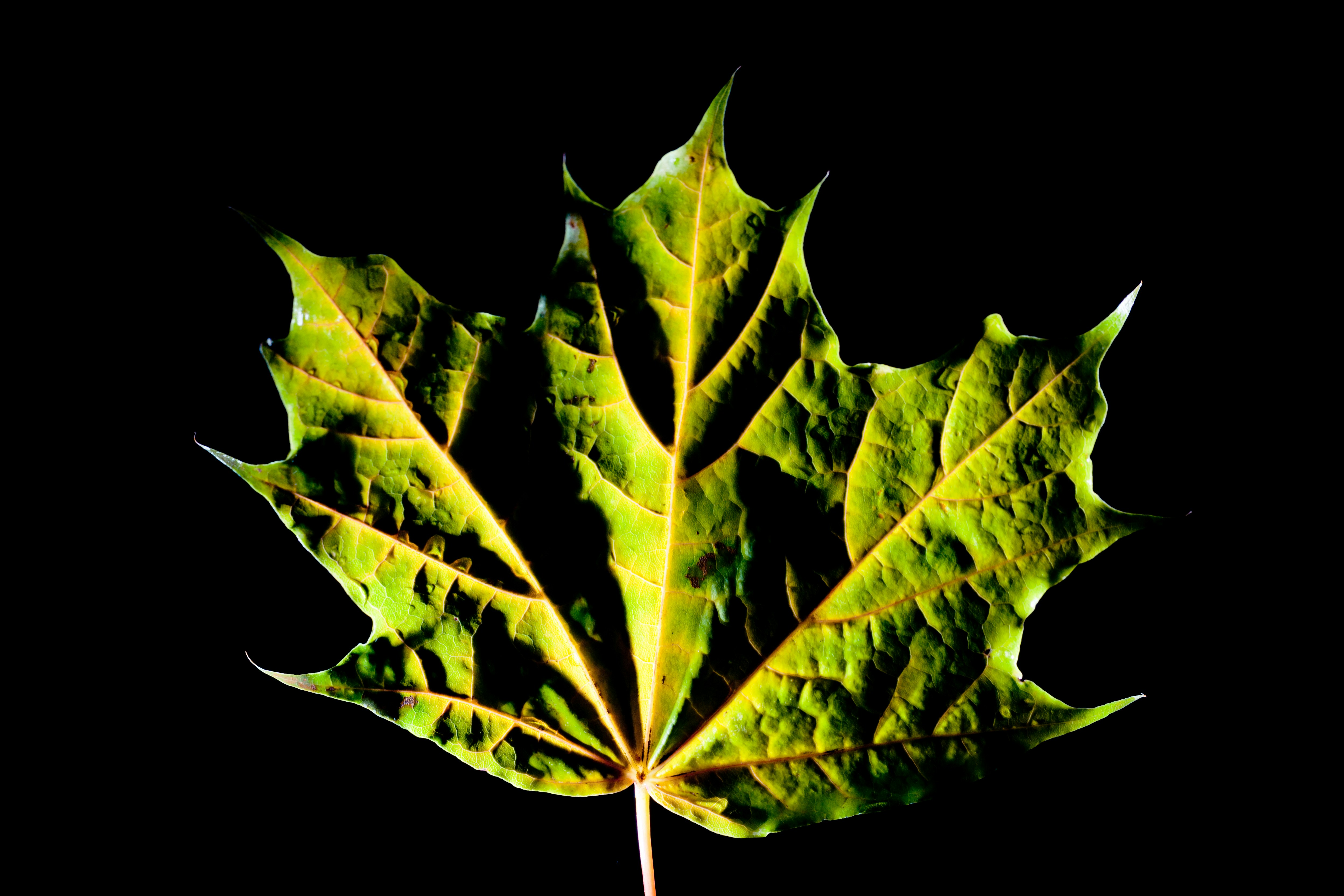A vibrant maple leaf illuminated against a dark background, showcasing its intricate veins and textures.