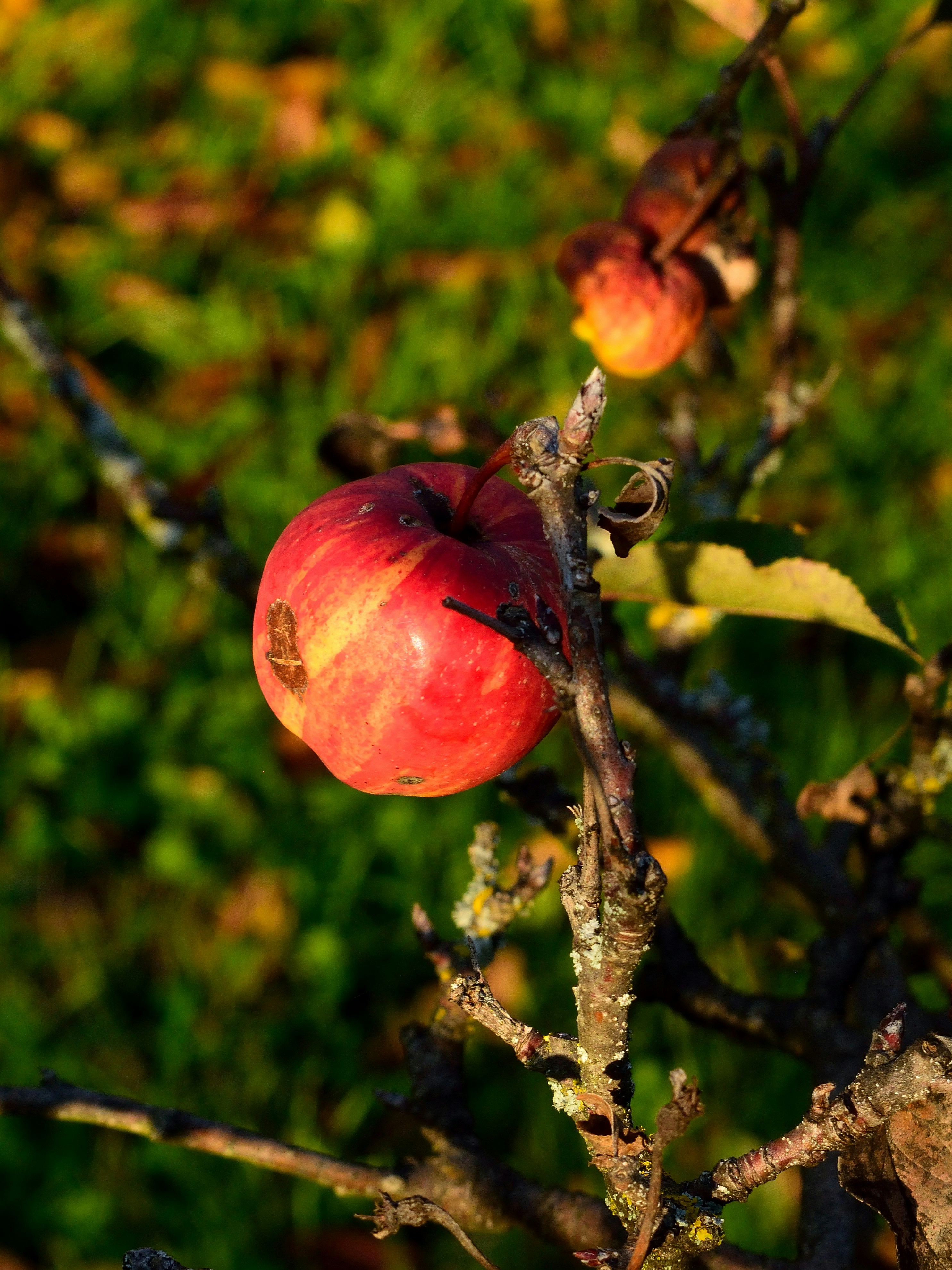 Fruit de pomme rouge sur branche d’arbre brune photo – Photo Fruit ...