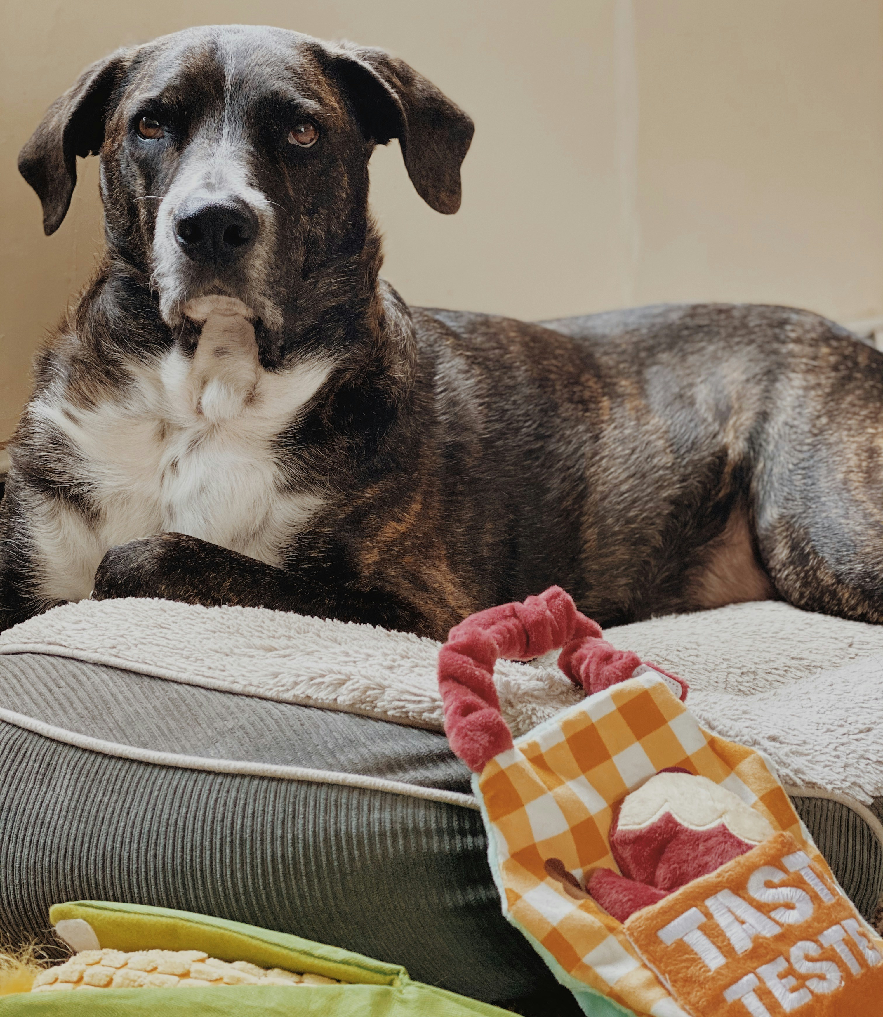 Lounge Guardian: a dog’s quiet gaze on a sunlit morning