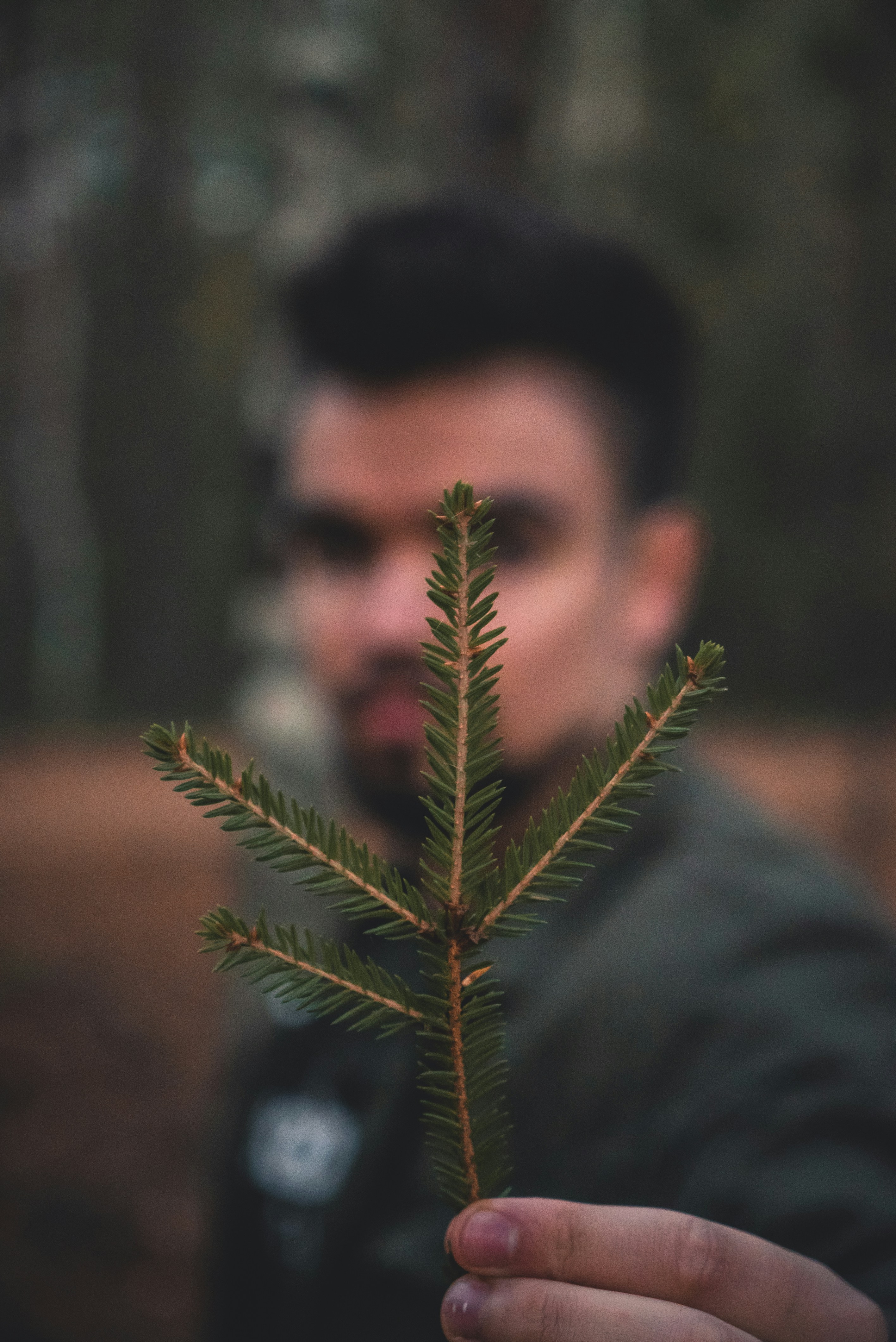 Center Needle: A pine twig commands the frame in a forest portrait