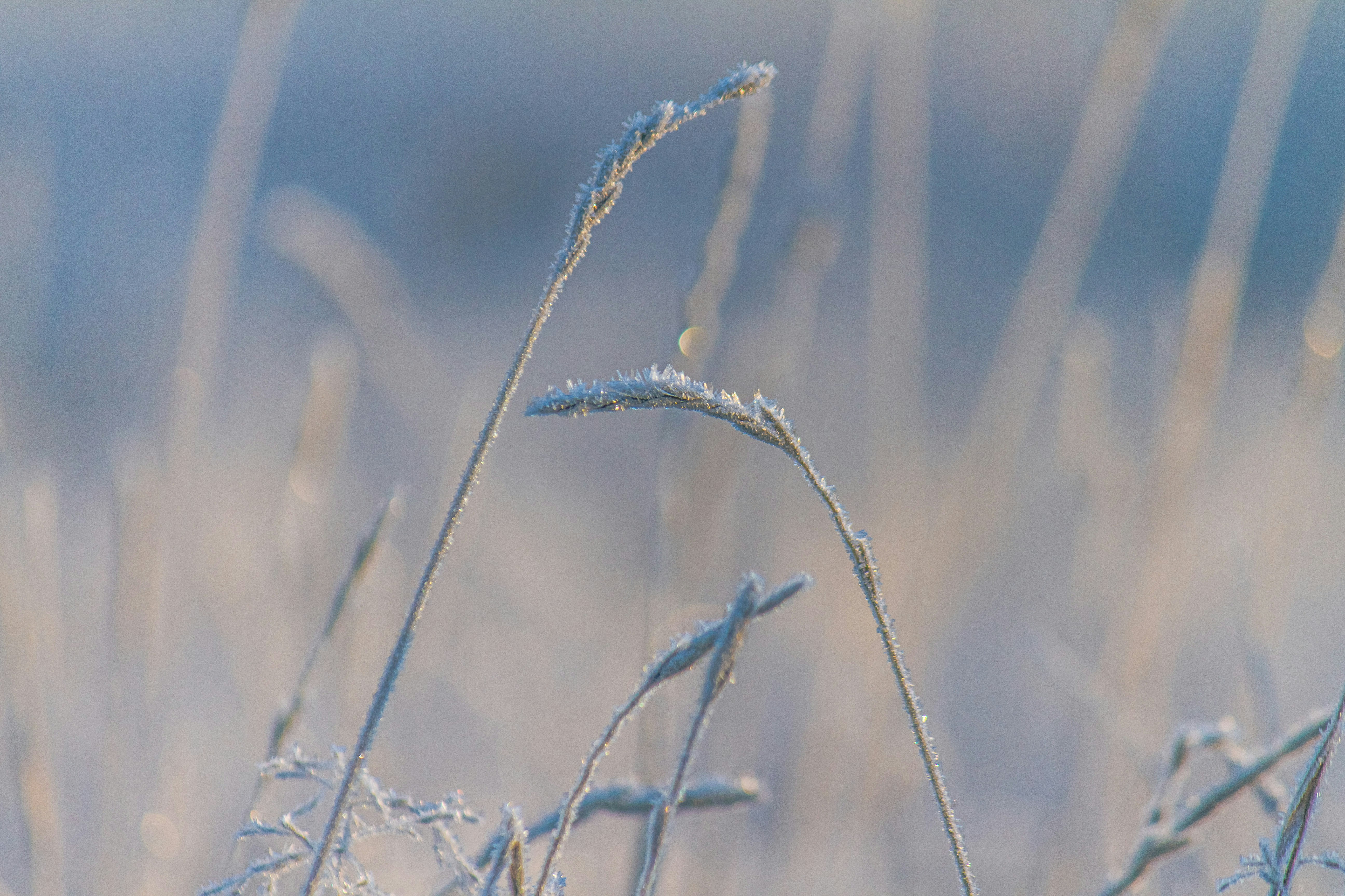 Delicate frosted grass stems against a soft, blurred background.