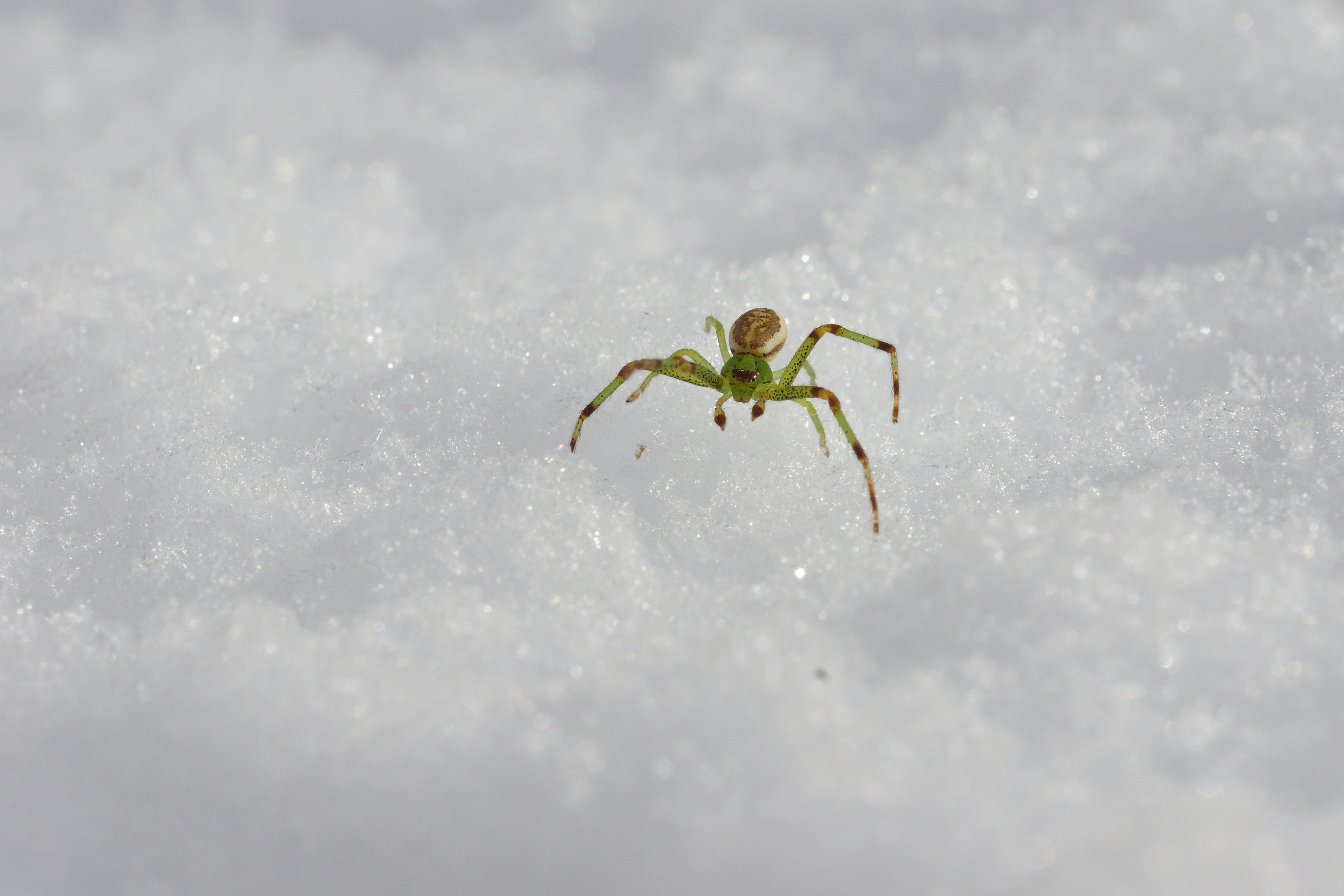 green spider on white snow