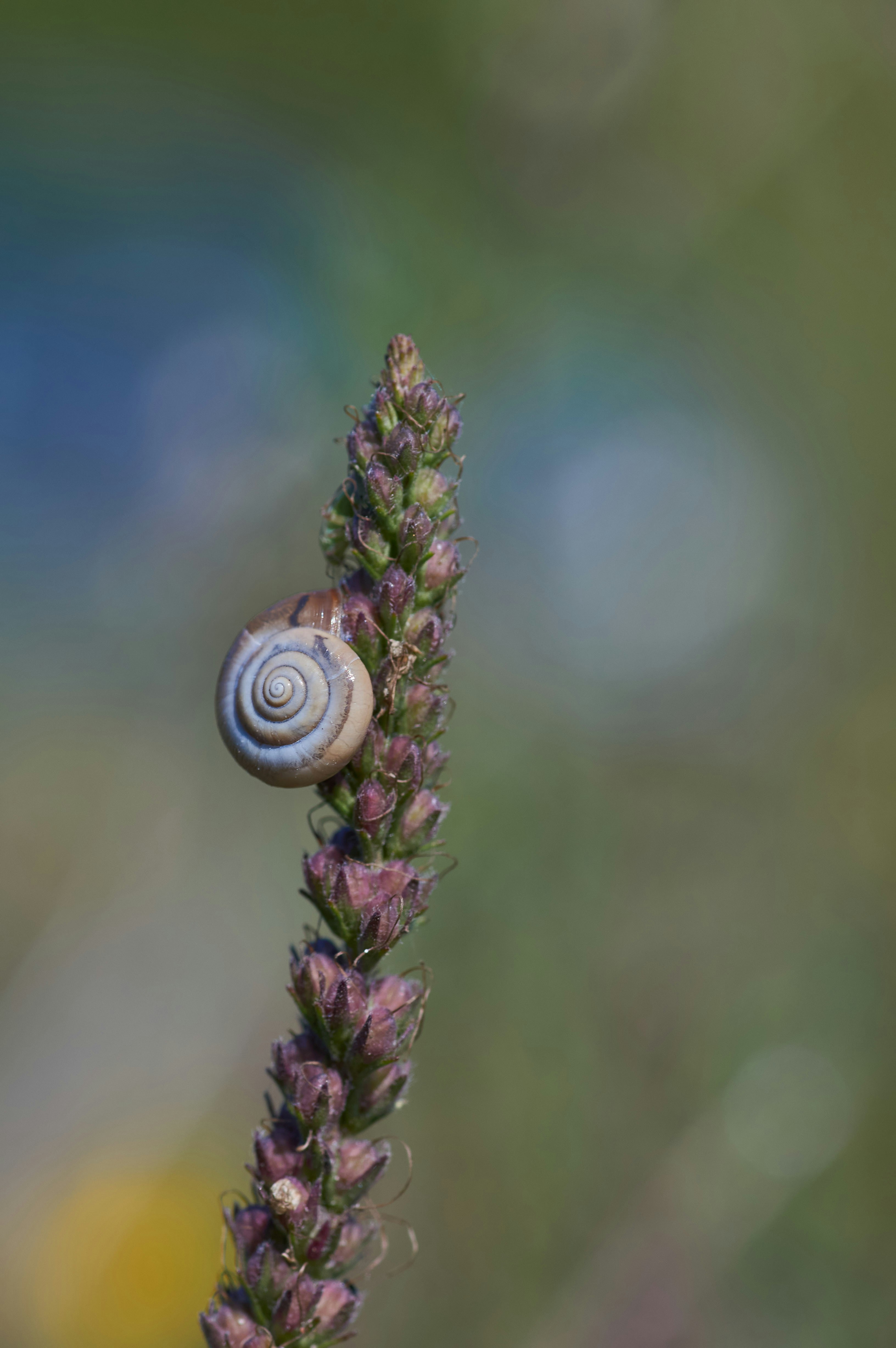 A small snail clings to a flowering stalk, showcasing its intricate shell against a softly blurred background. The scene highlights the delicate balance of nature.