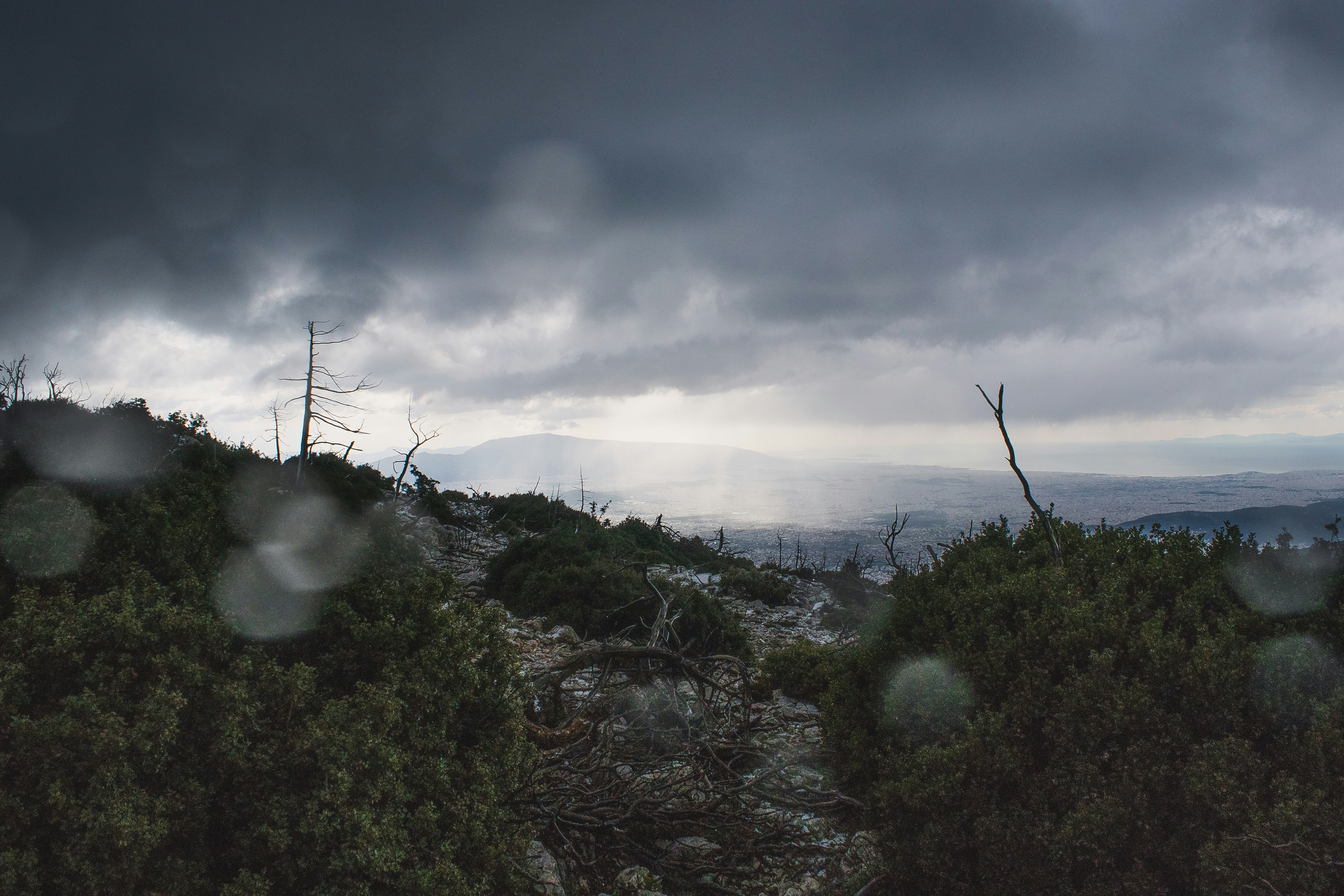 green trees under gray clouds