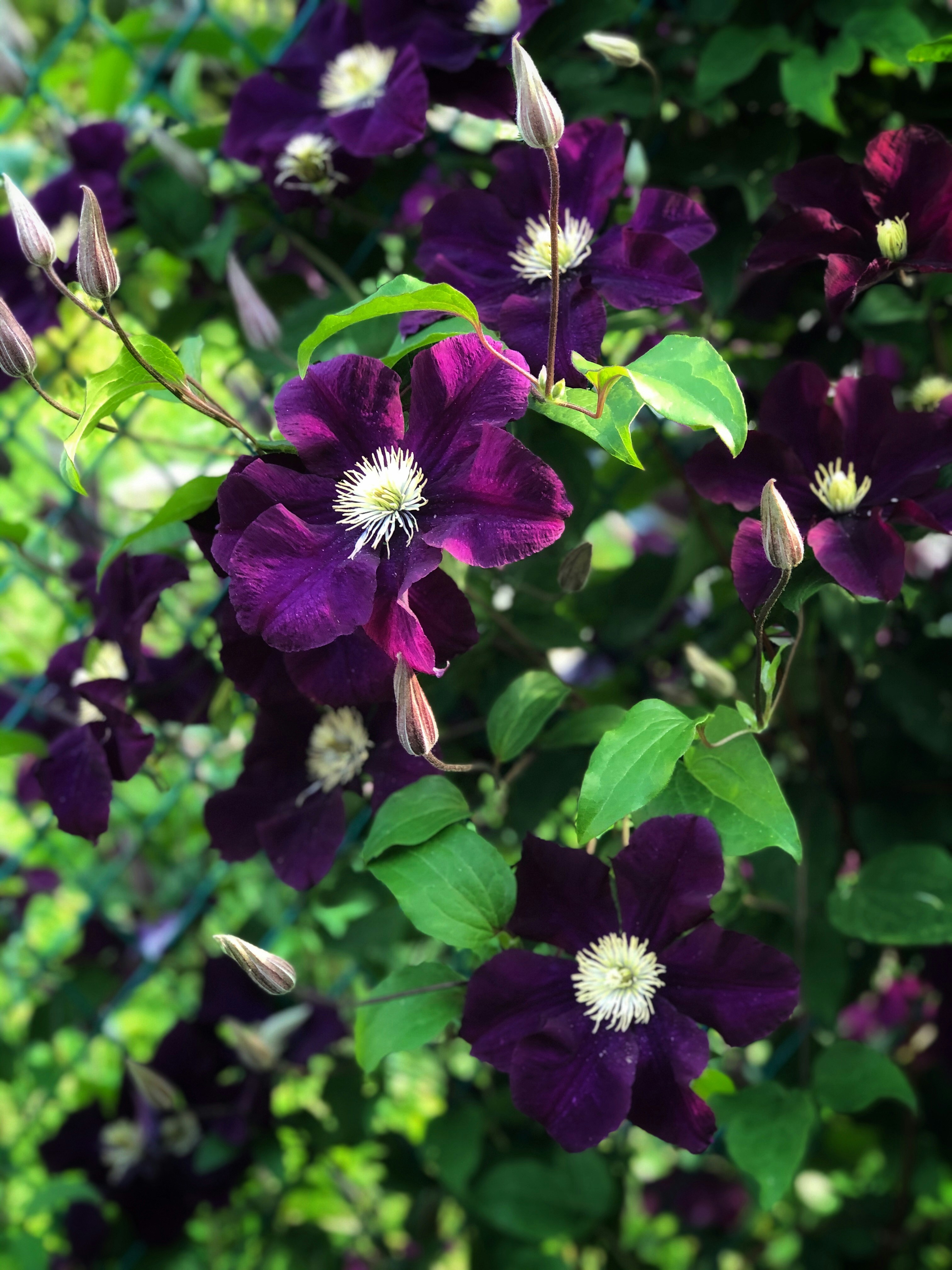 Purple clematis flowers intertwined with green foliage, showcasing delicate buds and rich colors.