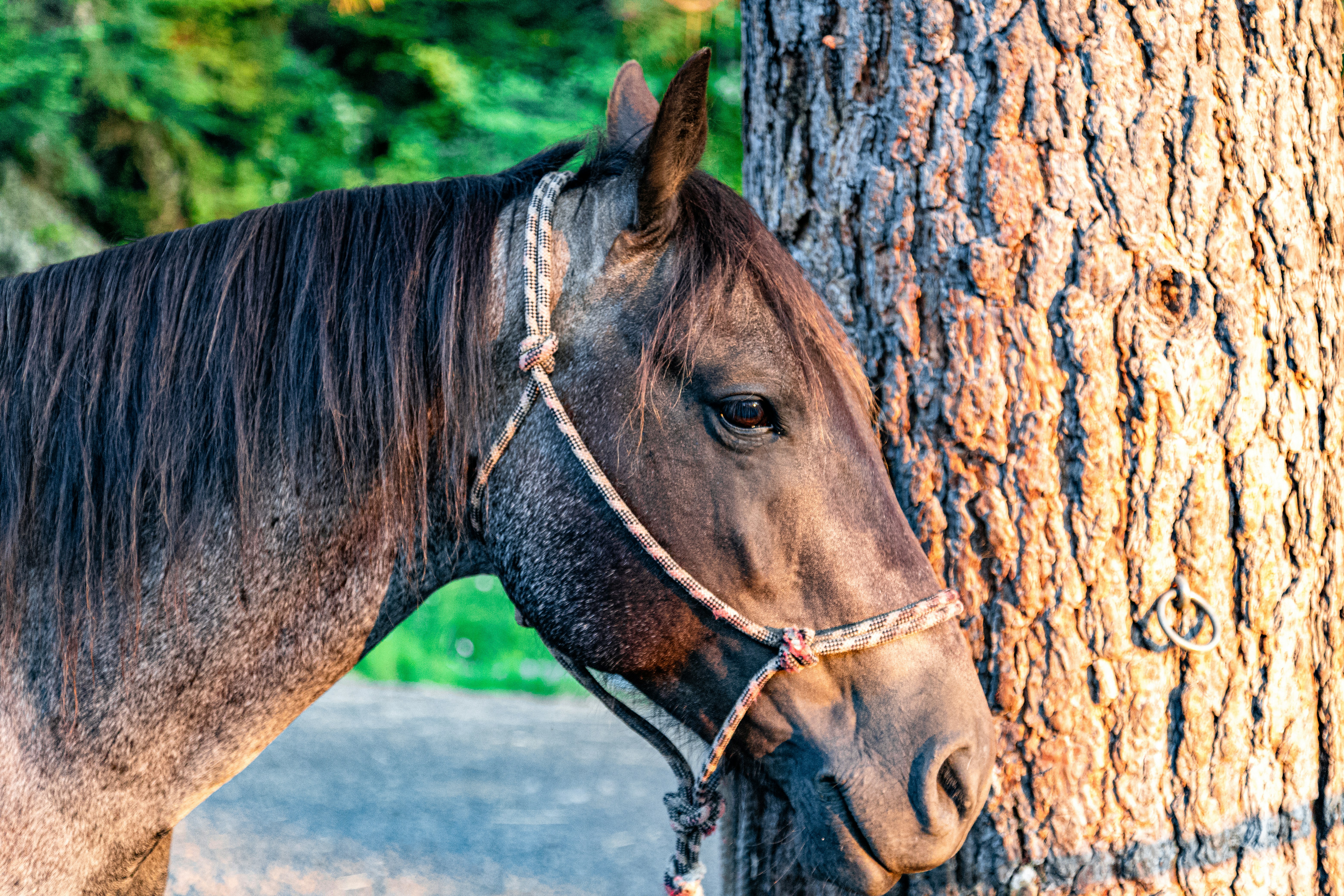 Equine Serenity Beneath the Ancient Tree