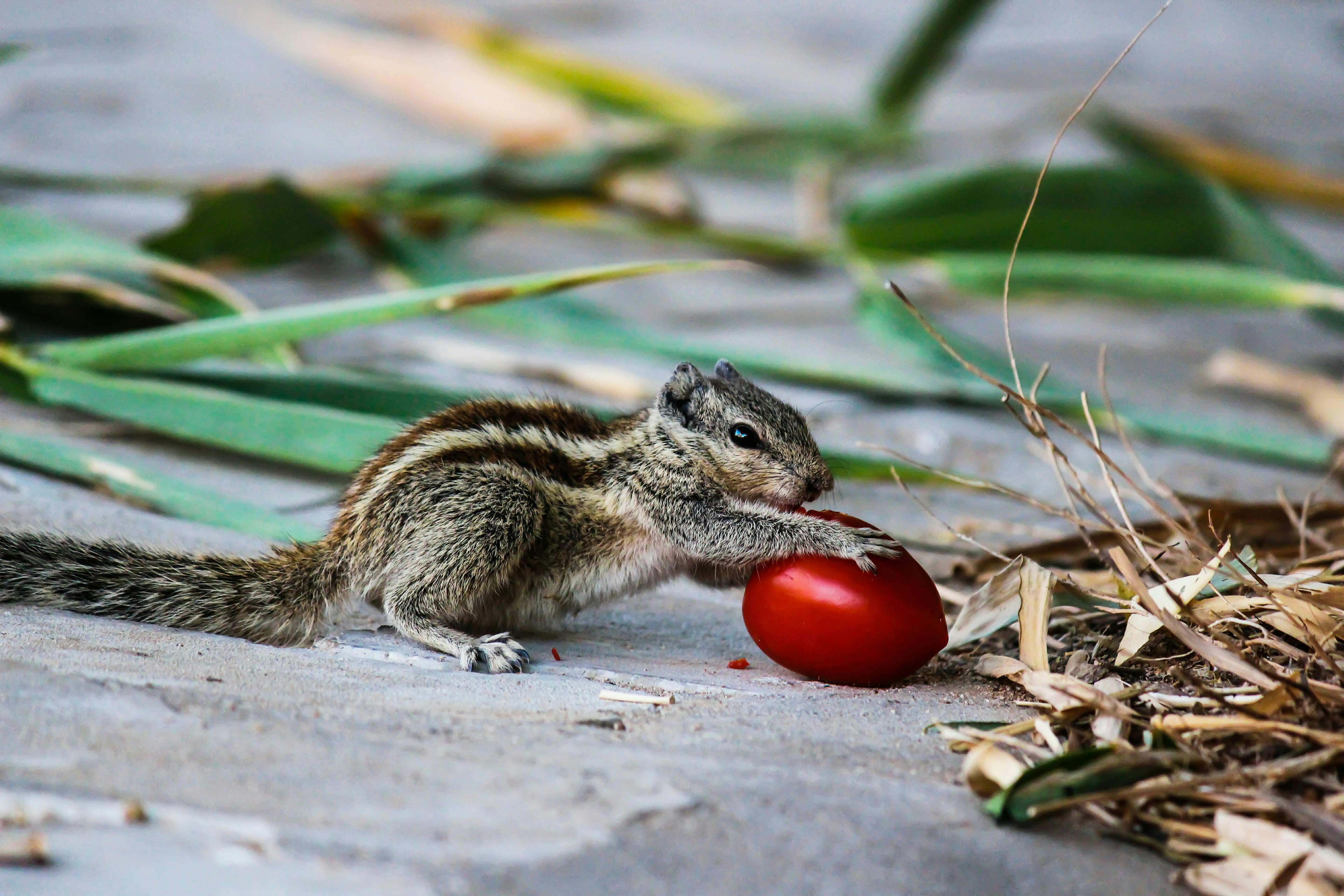 squirrel eating red tomato close up