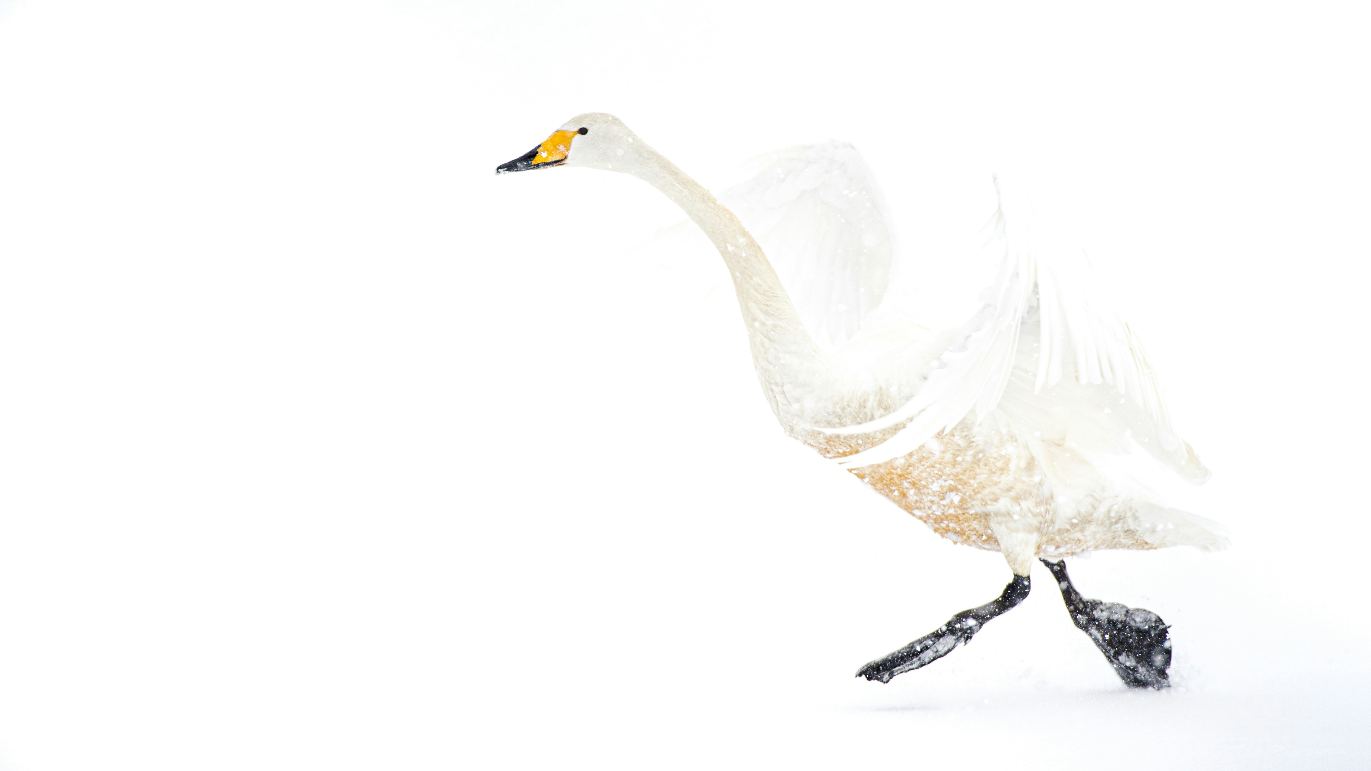 A snowy swan gracefully runs through a snowy landscape, its wings partially spread, showcasing its elegance amidst a white backdrop.