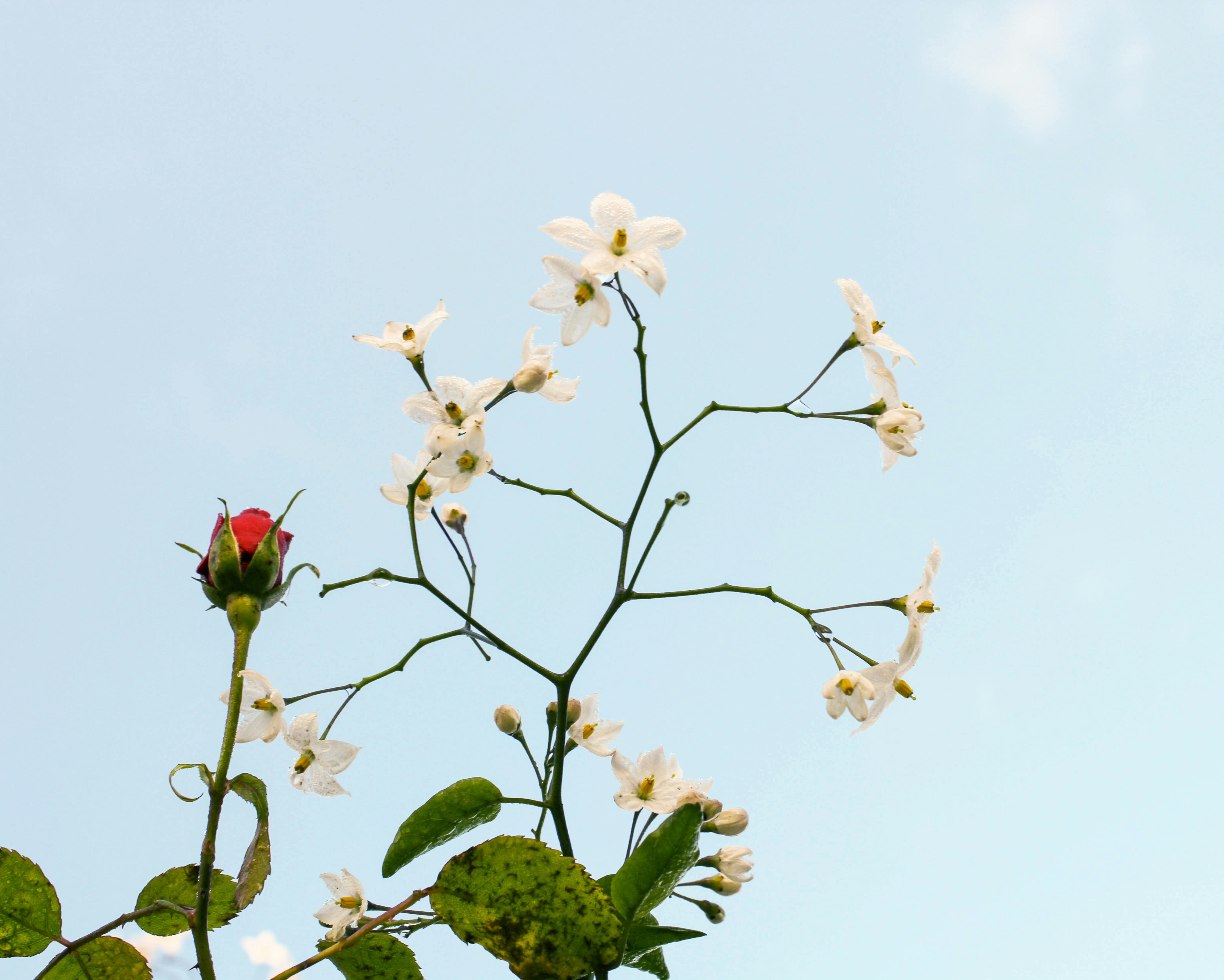 Delicate white flowers and a budding rose reach towards the sky, framed by lush green leaves against a soft blue backdrop.