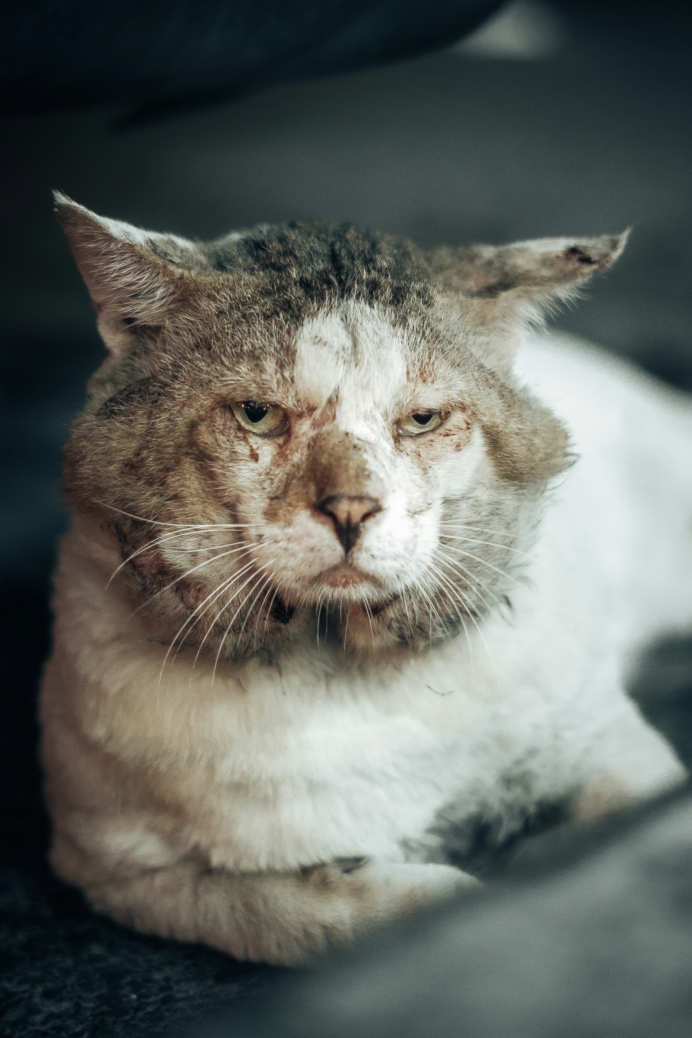 Stoic Gaze in Soft Shadow: A Weathered Cat Portrait