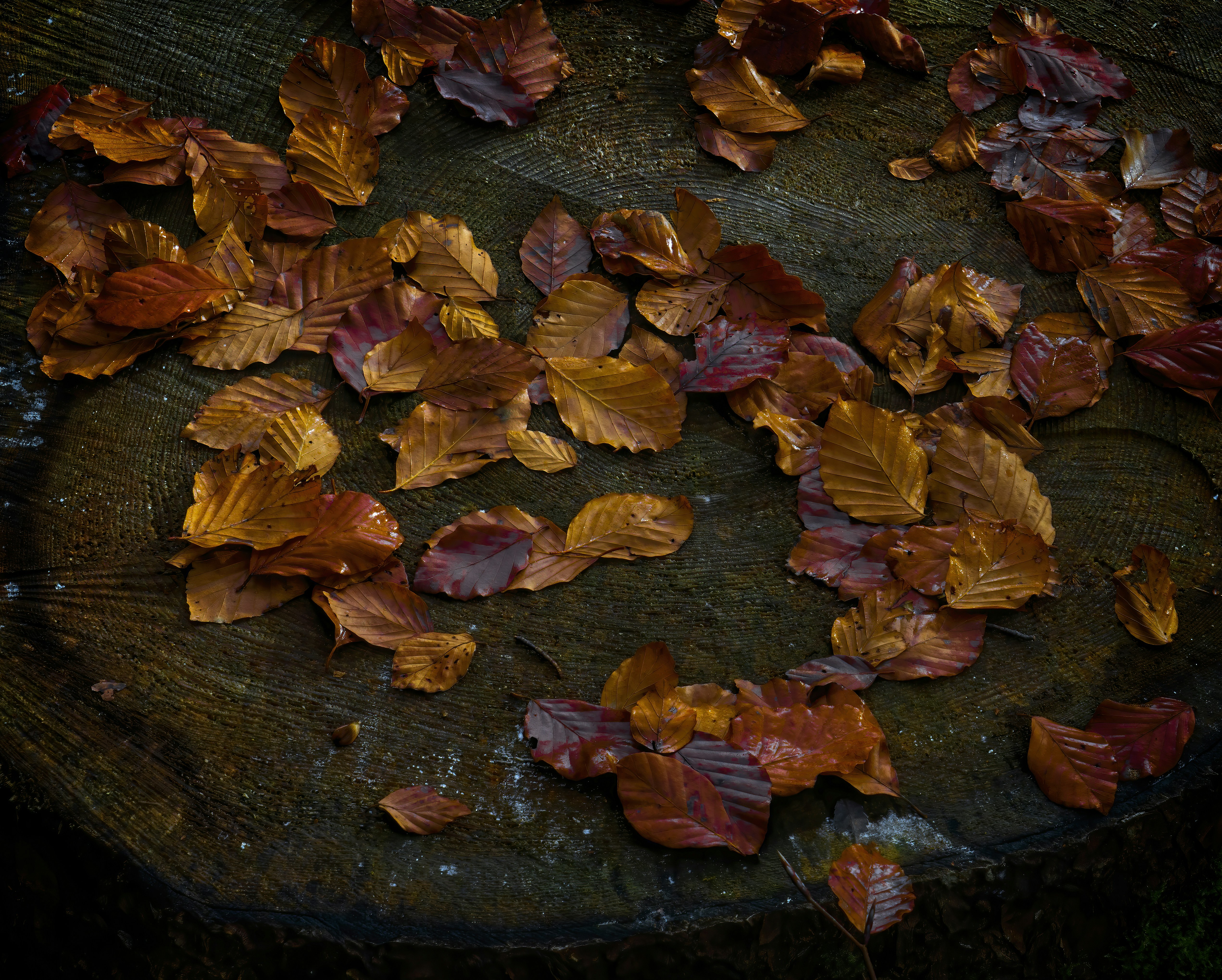Autumn's Echo on Weathered Wood