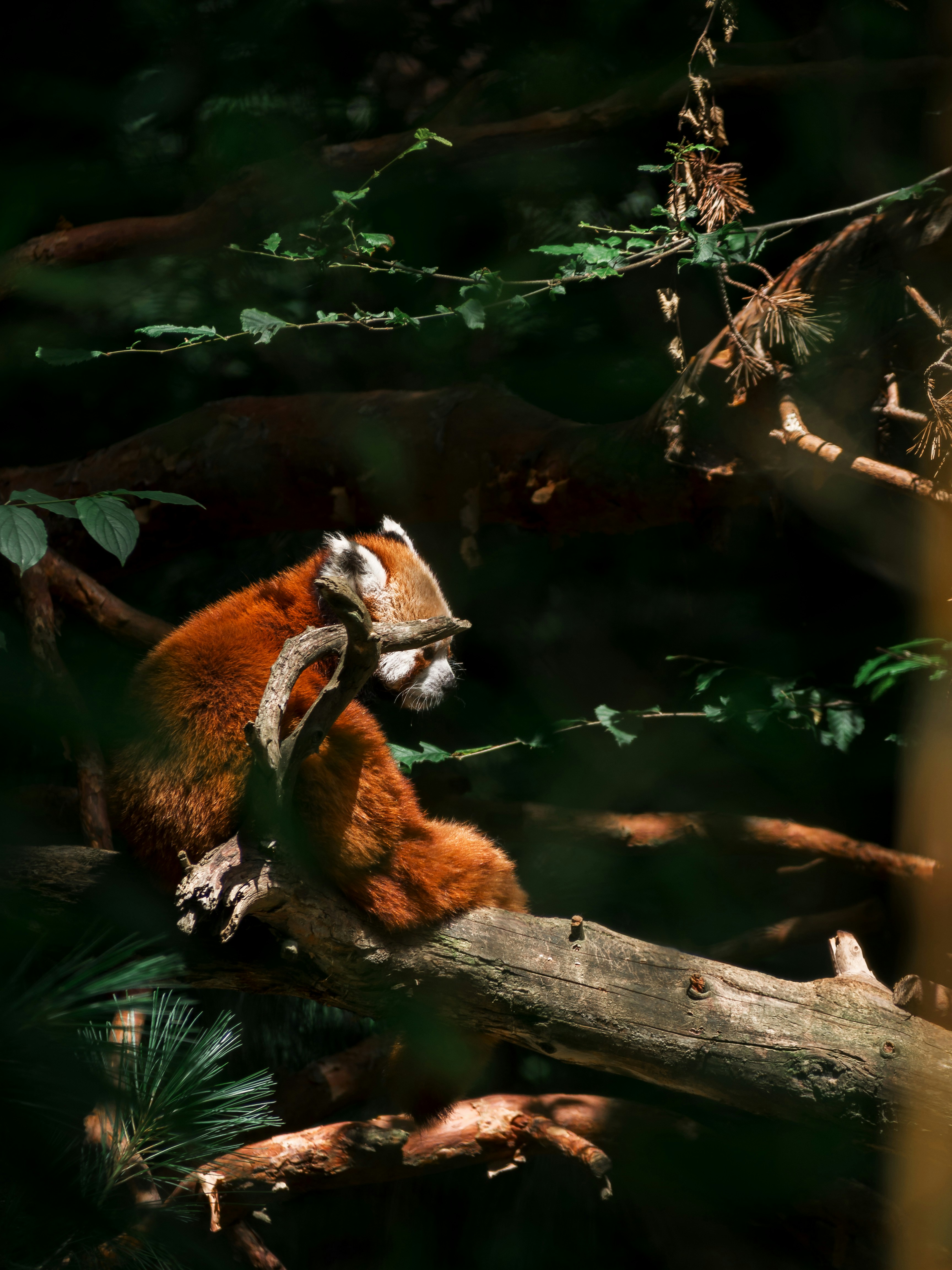 Red Panda photo shot on Olympus OM-D E-M10 Mark II