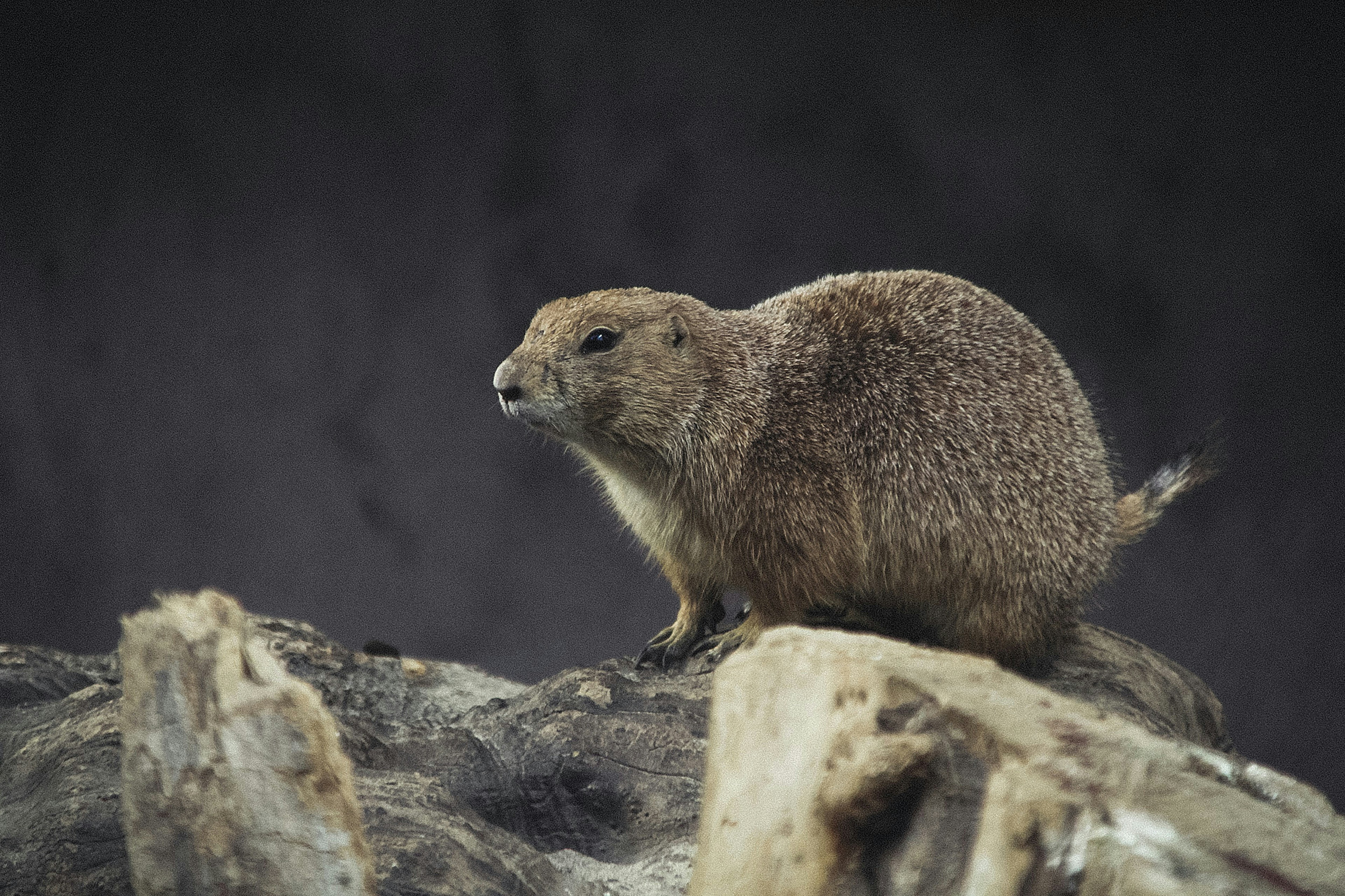 Beaver Computing Contest - 2021 - Winners Computing