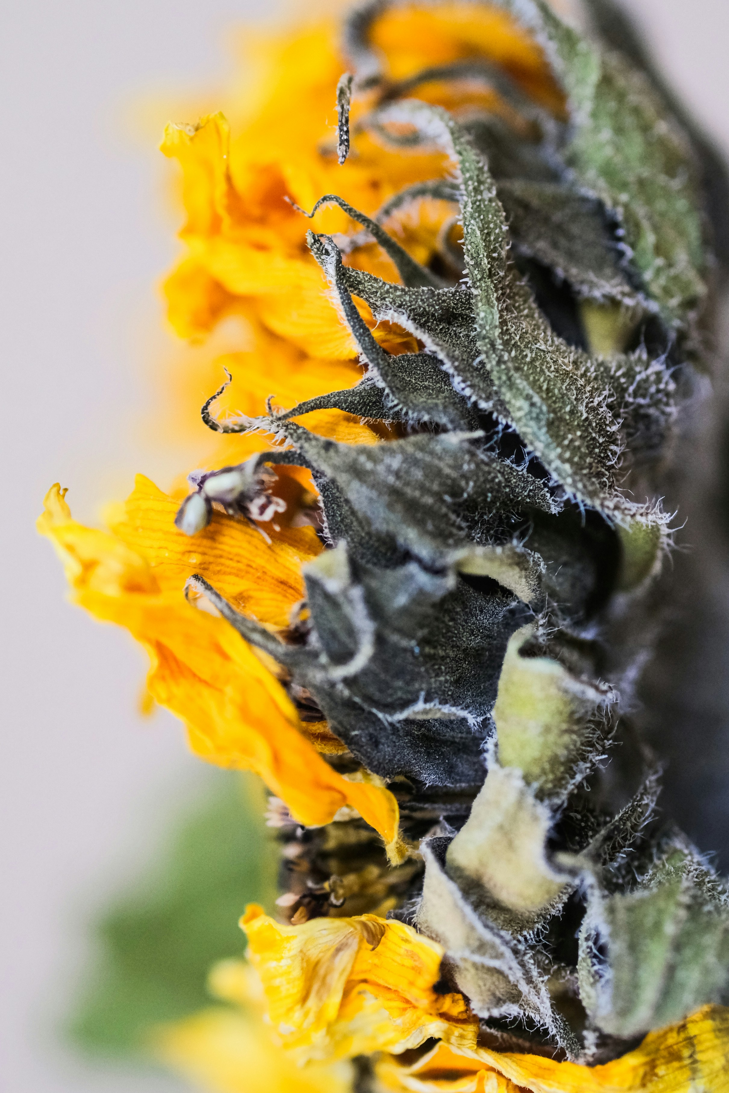 Frosted Edge: A Macro Portrait of a Sunflower in Detail