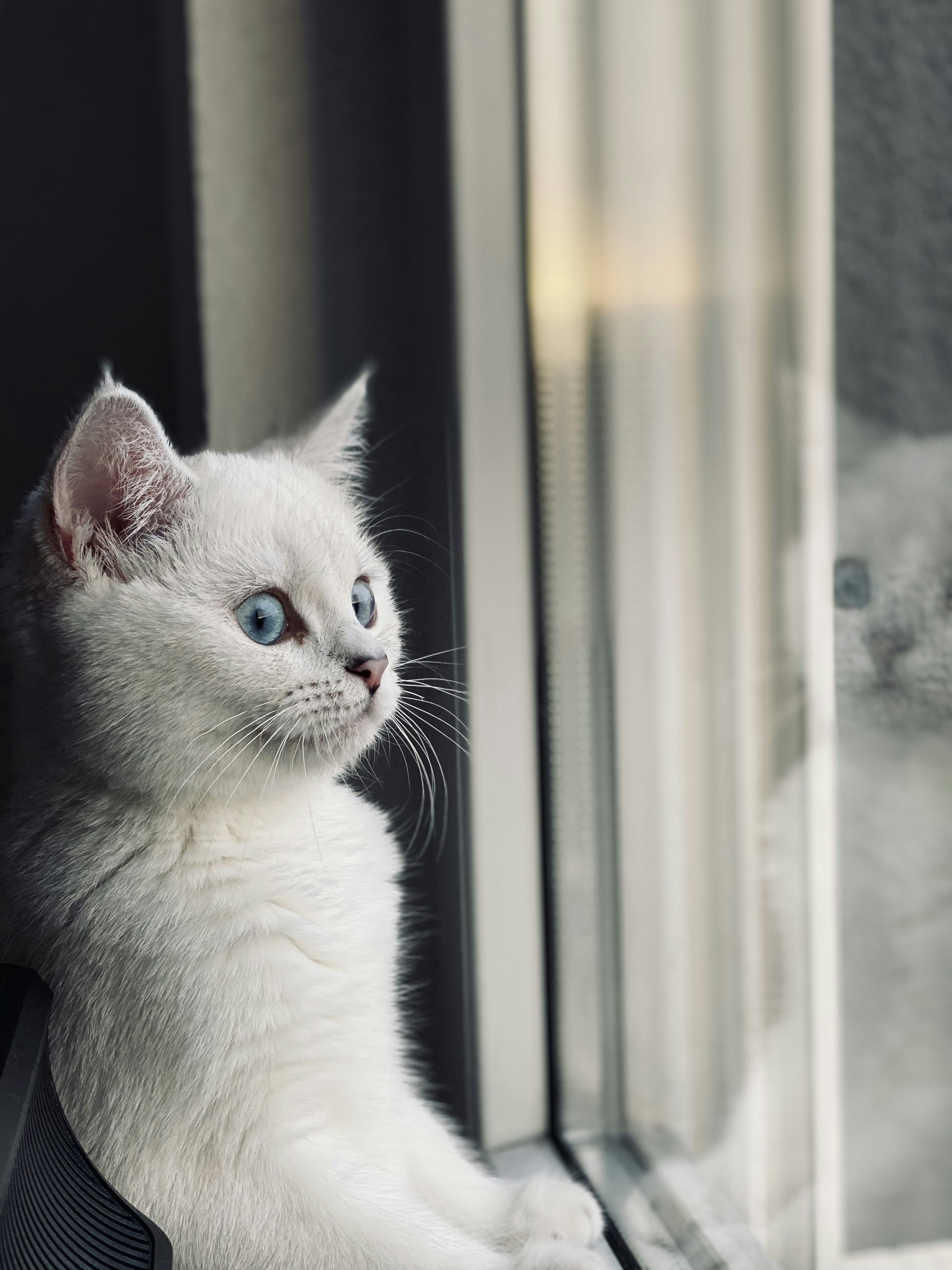 White cat looking out the window photo – Free Köln Image on Unsplash