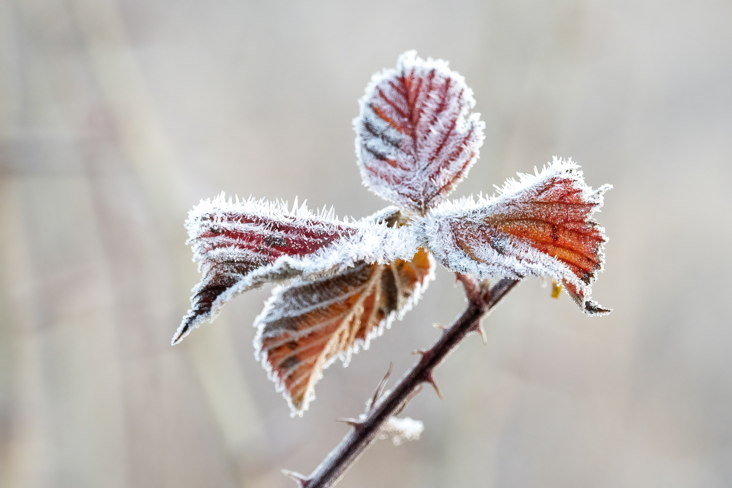 Frost-Kissed Leaves in the Morning Light