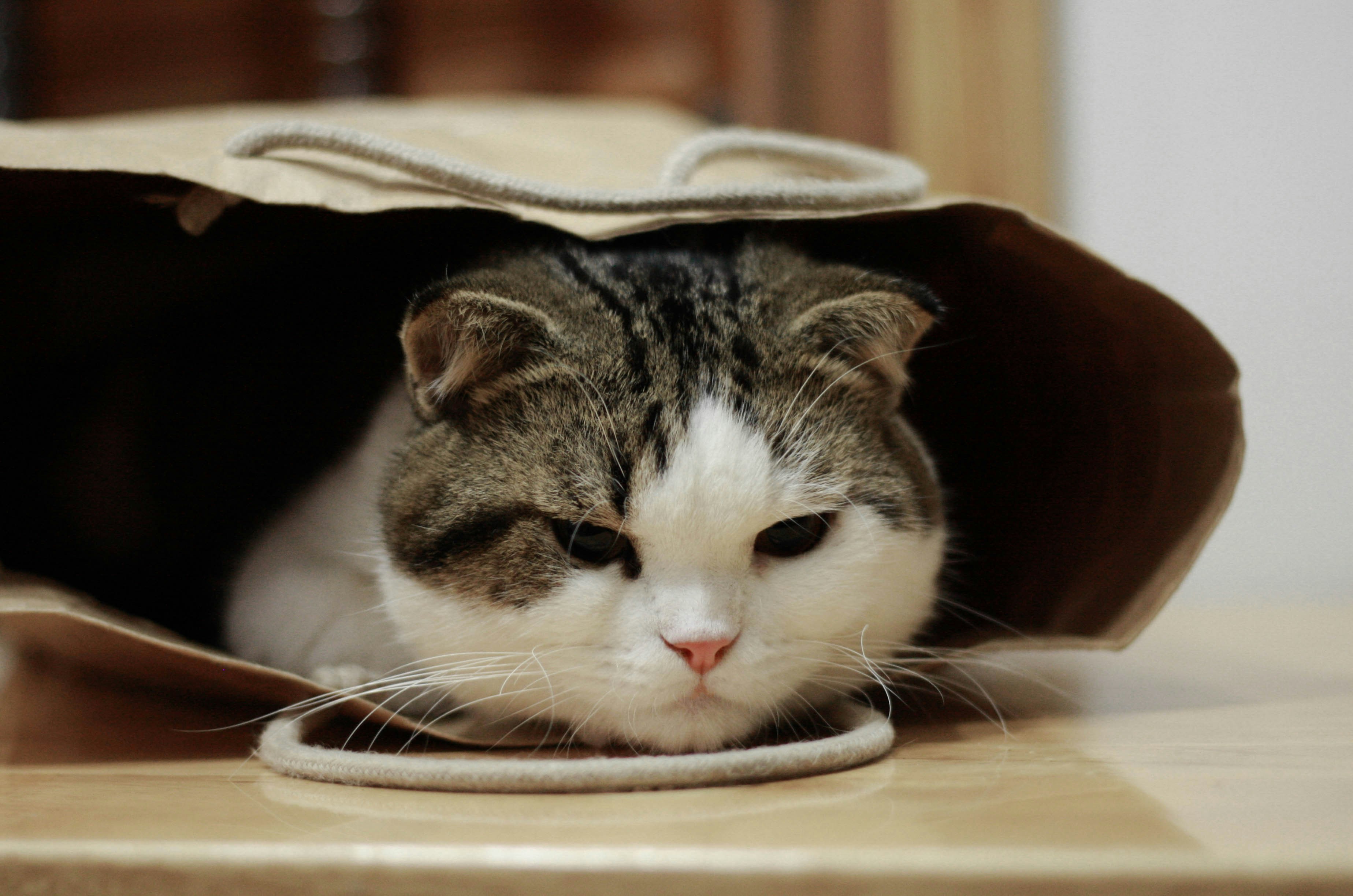 Photograph showing a cat resting its head under a paper bag on a wooden floor.