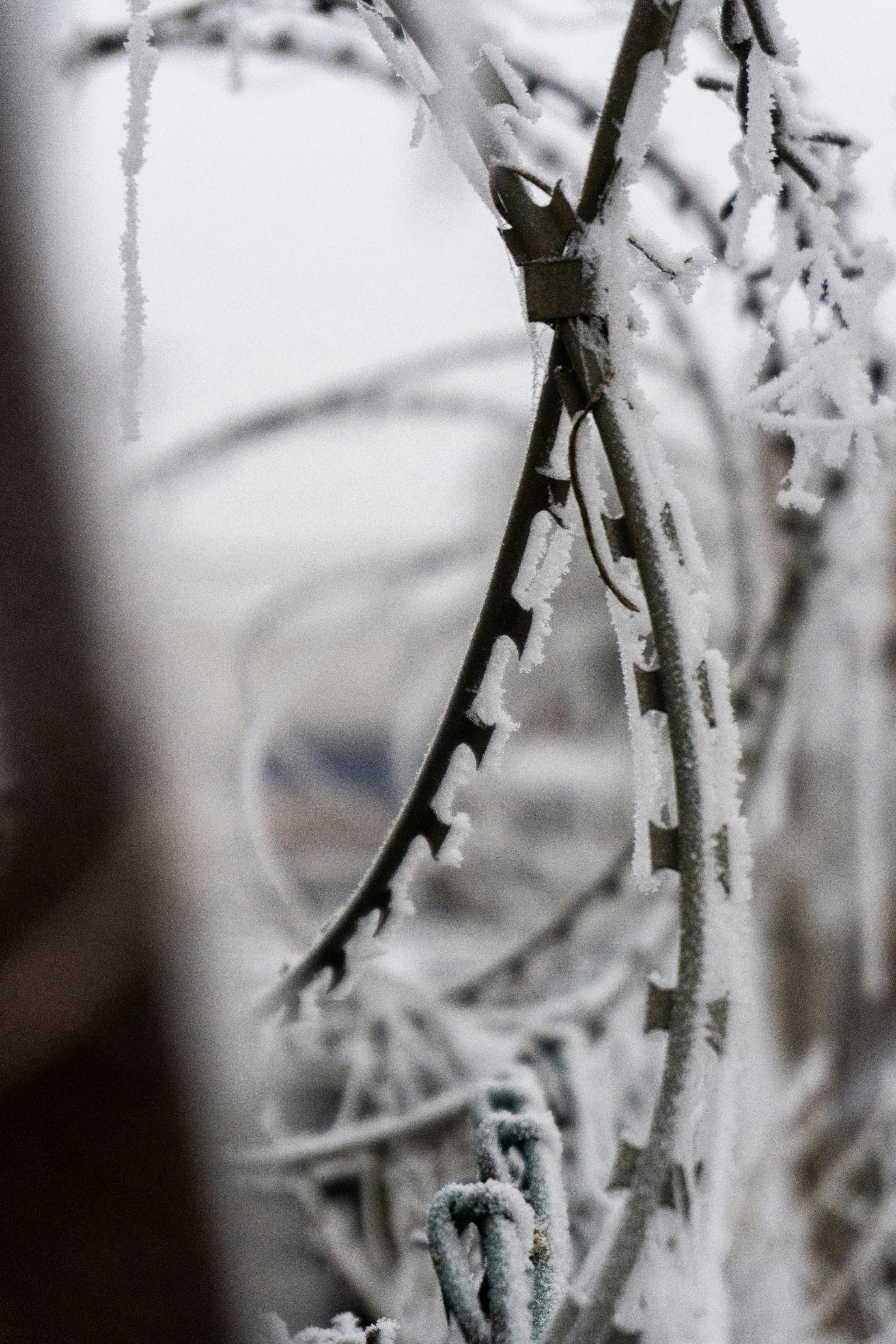 Frostbound Curves: Ice-Crystal Details on a Barbed Wire Arc