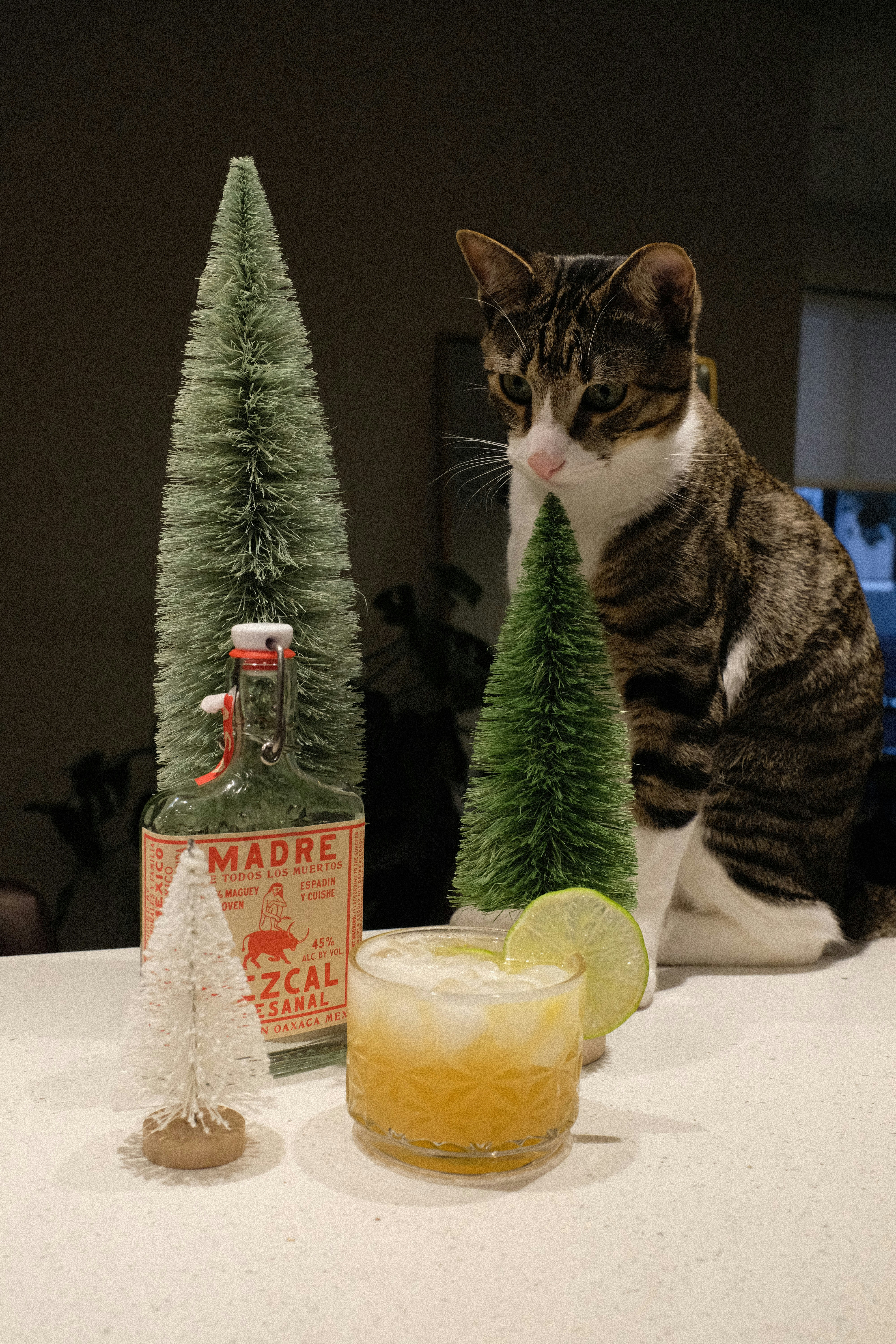 Gaze Among Mini Pines: A Curious Cat Overlooks a Tiny Scene on the Kitchen Counter