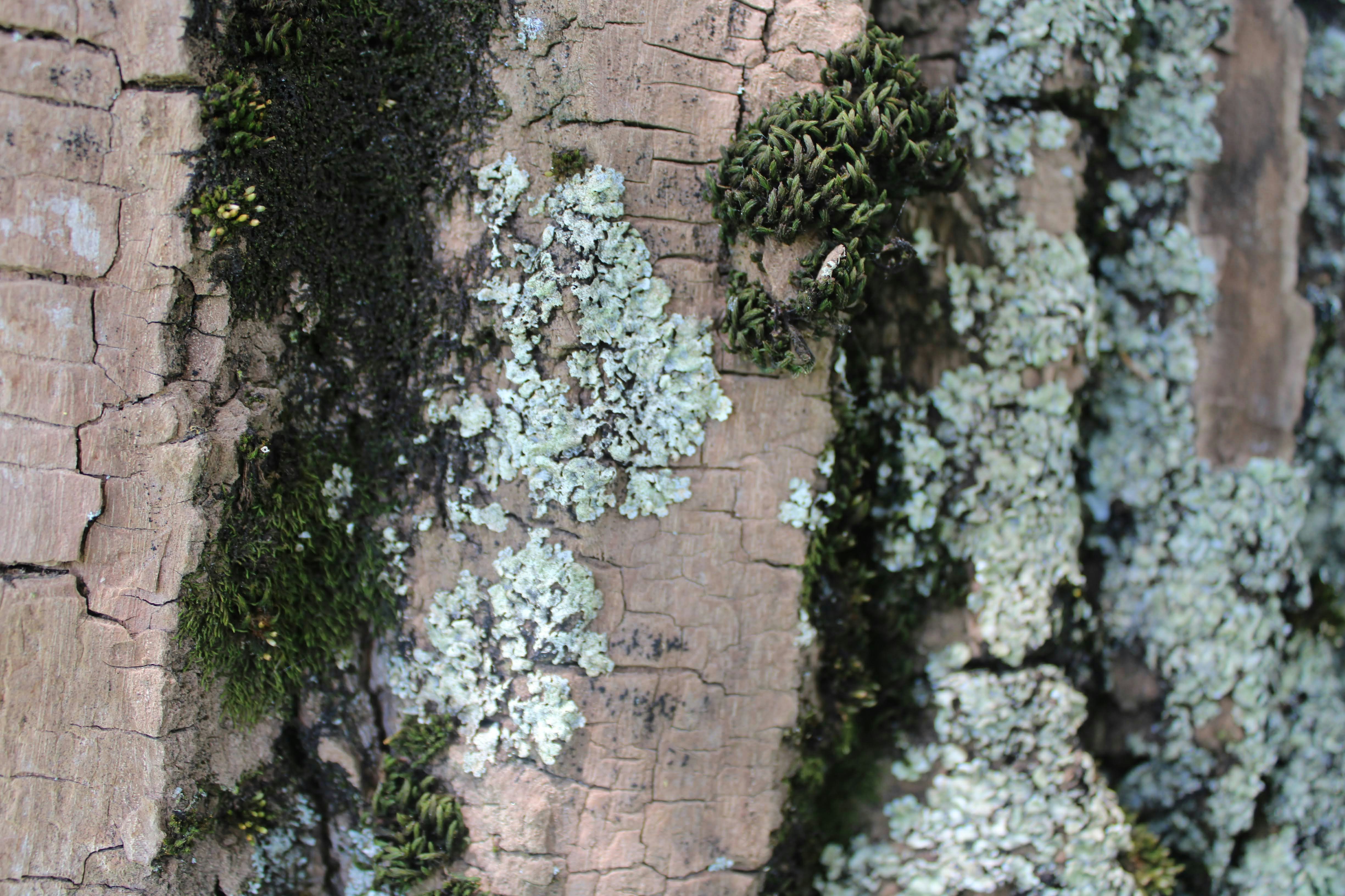 Close-up of tree bark adorned with various lichen species, highlighting the intricate textures and colors of nature's ecosystem.