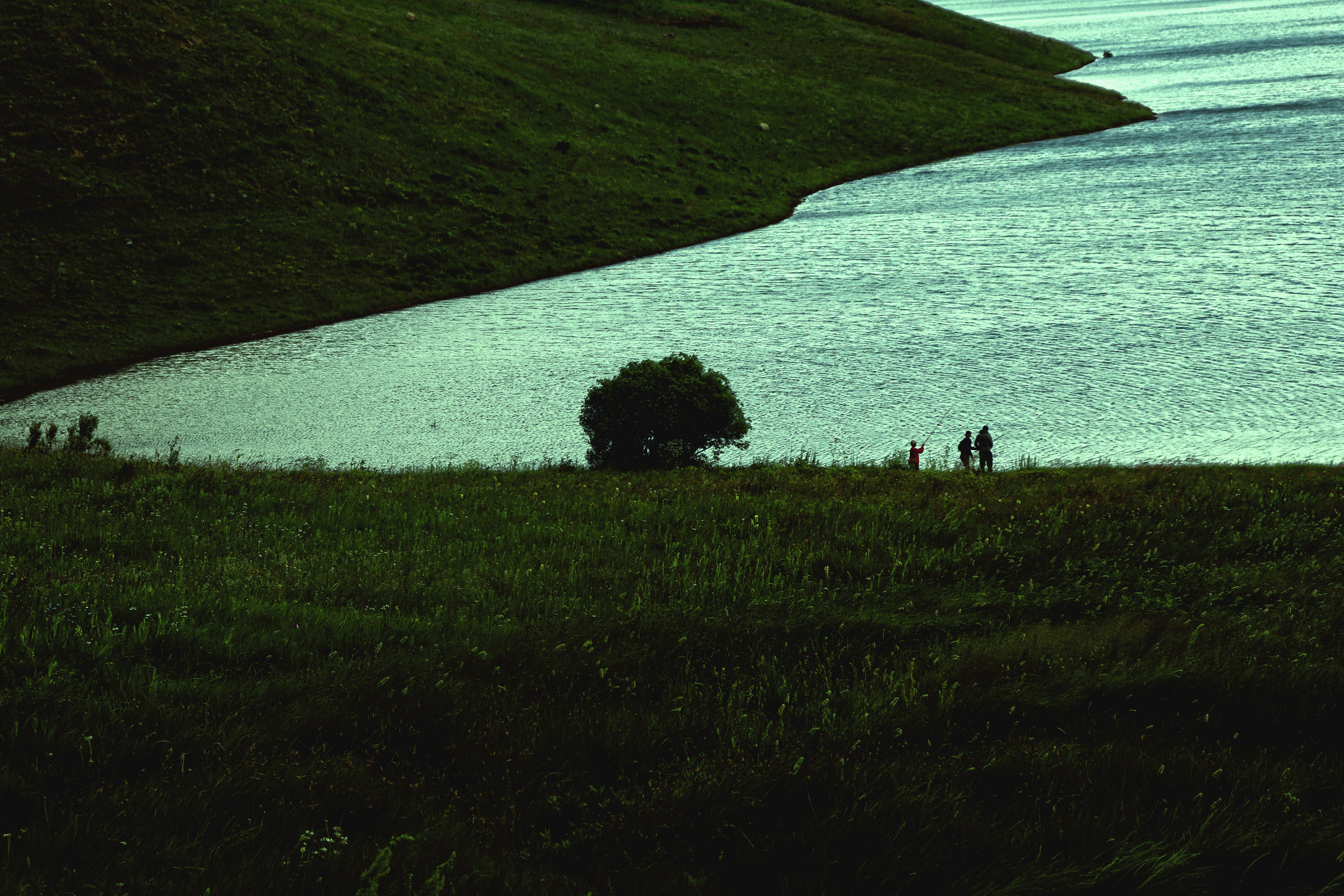 Solitary Tree by Tranquil Waters