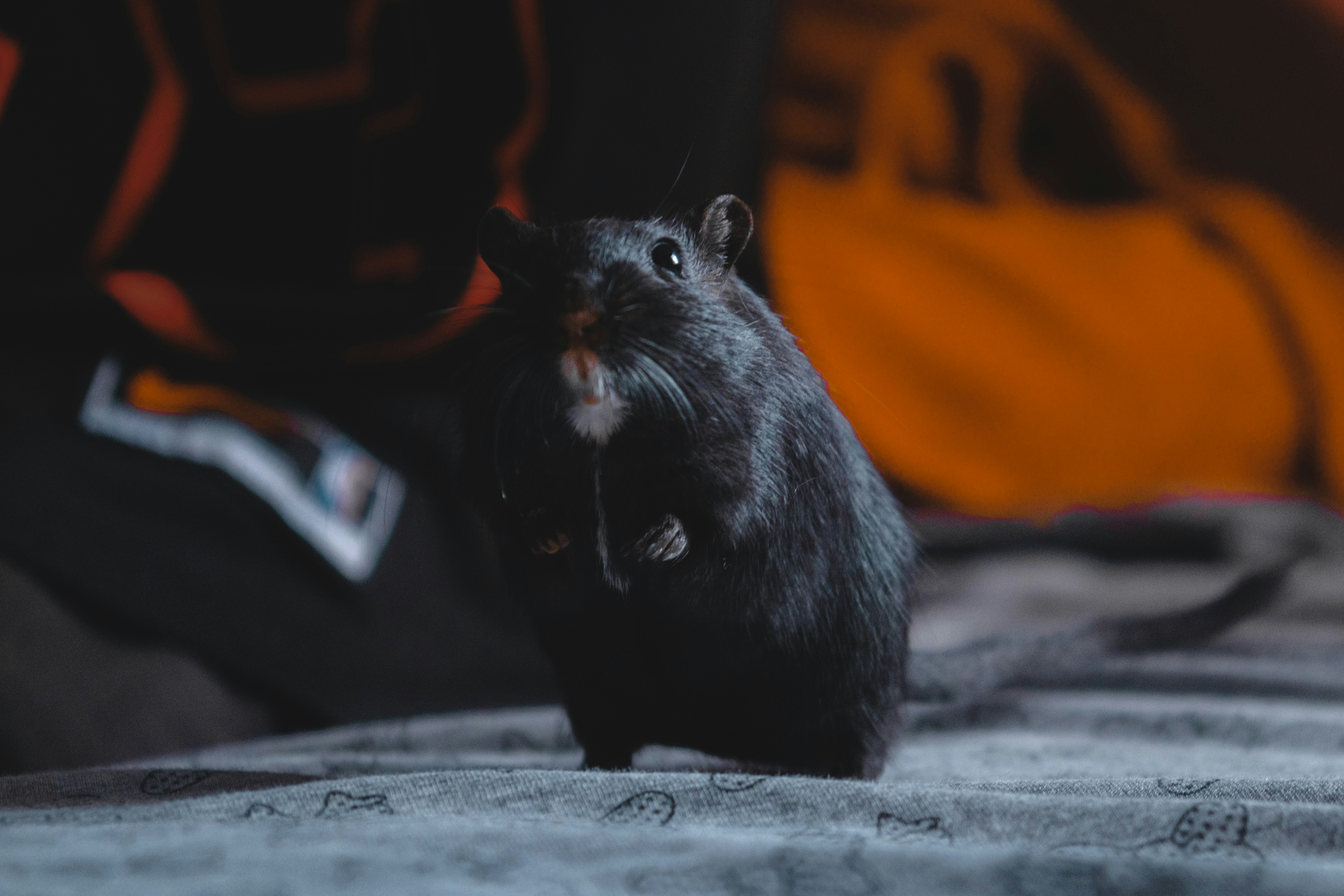 A black gerbil standing upright on a soft surface, showcasing its inquisitive nature against a blurred background of warm colors.