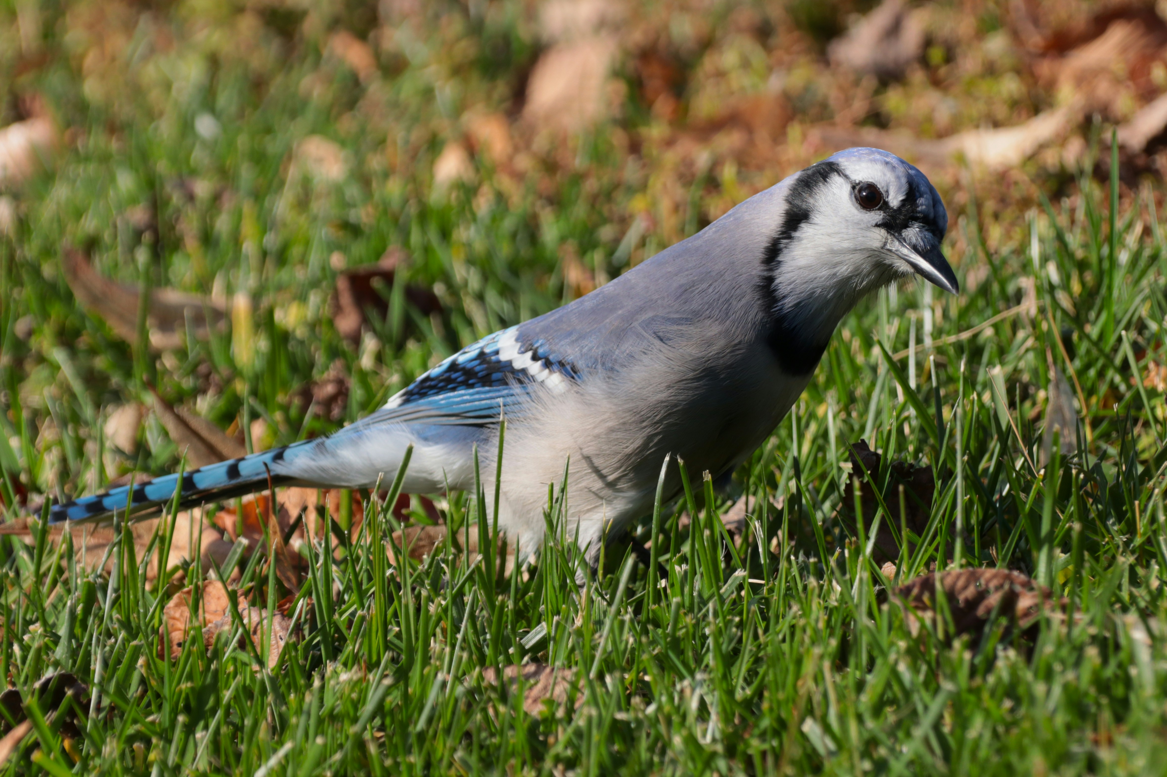 blue and white bird on green grass during daytime