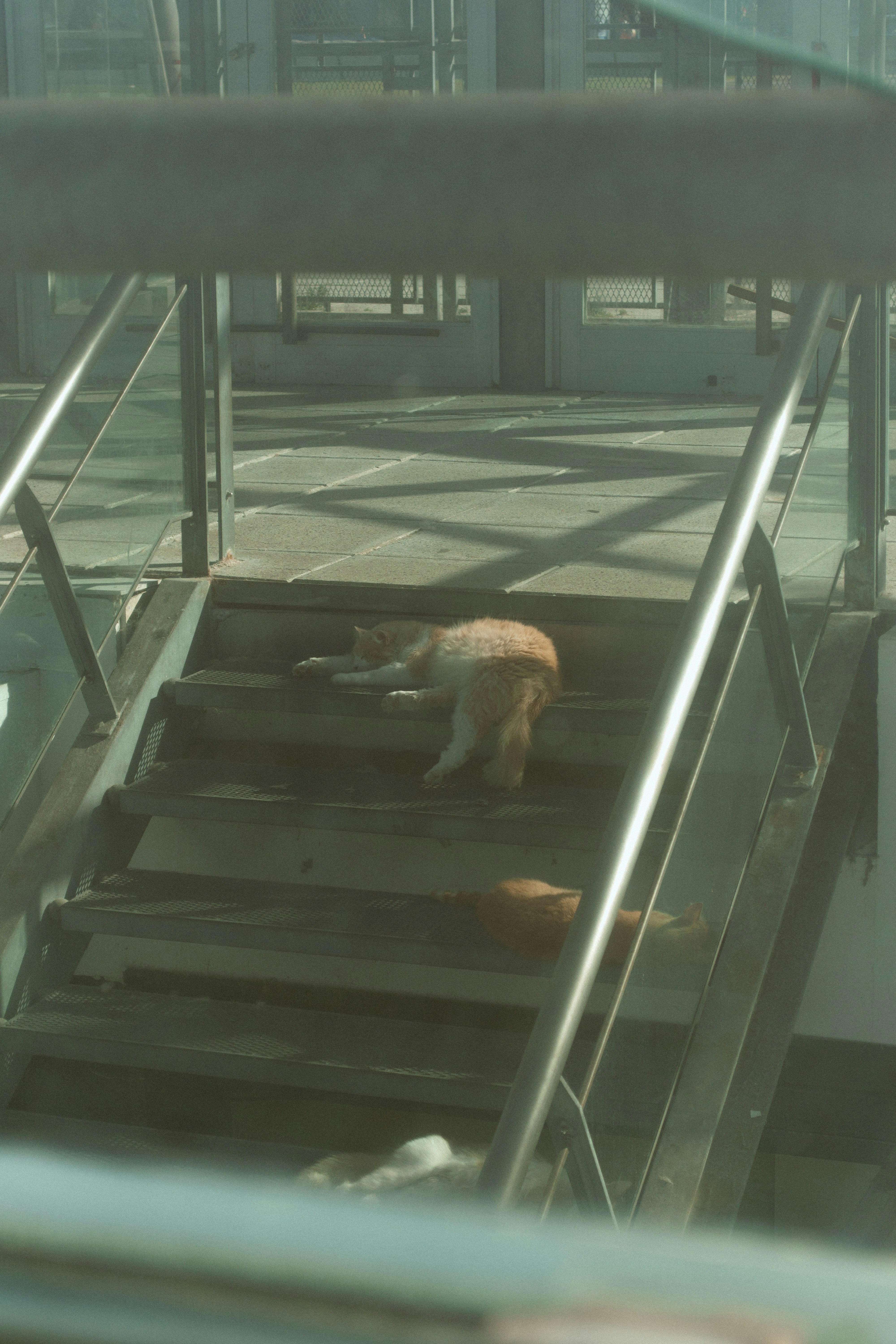 Sunlit Catnap on the Glass Staircase