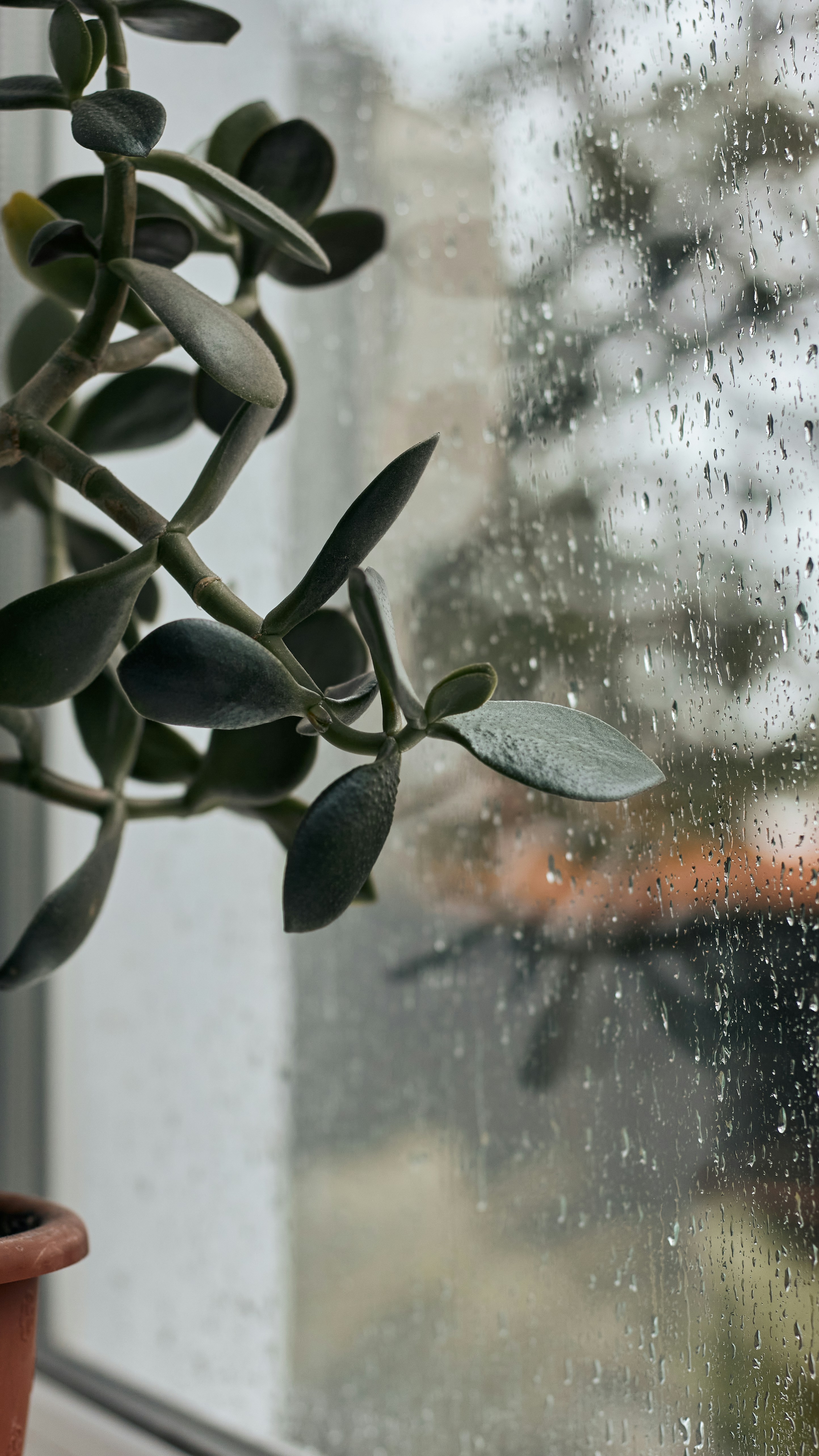 Trailing Jade by a Rain-Washed Window