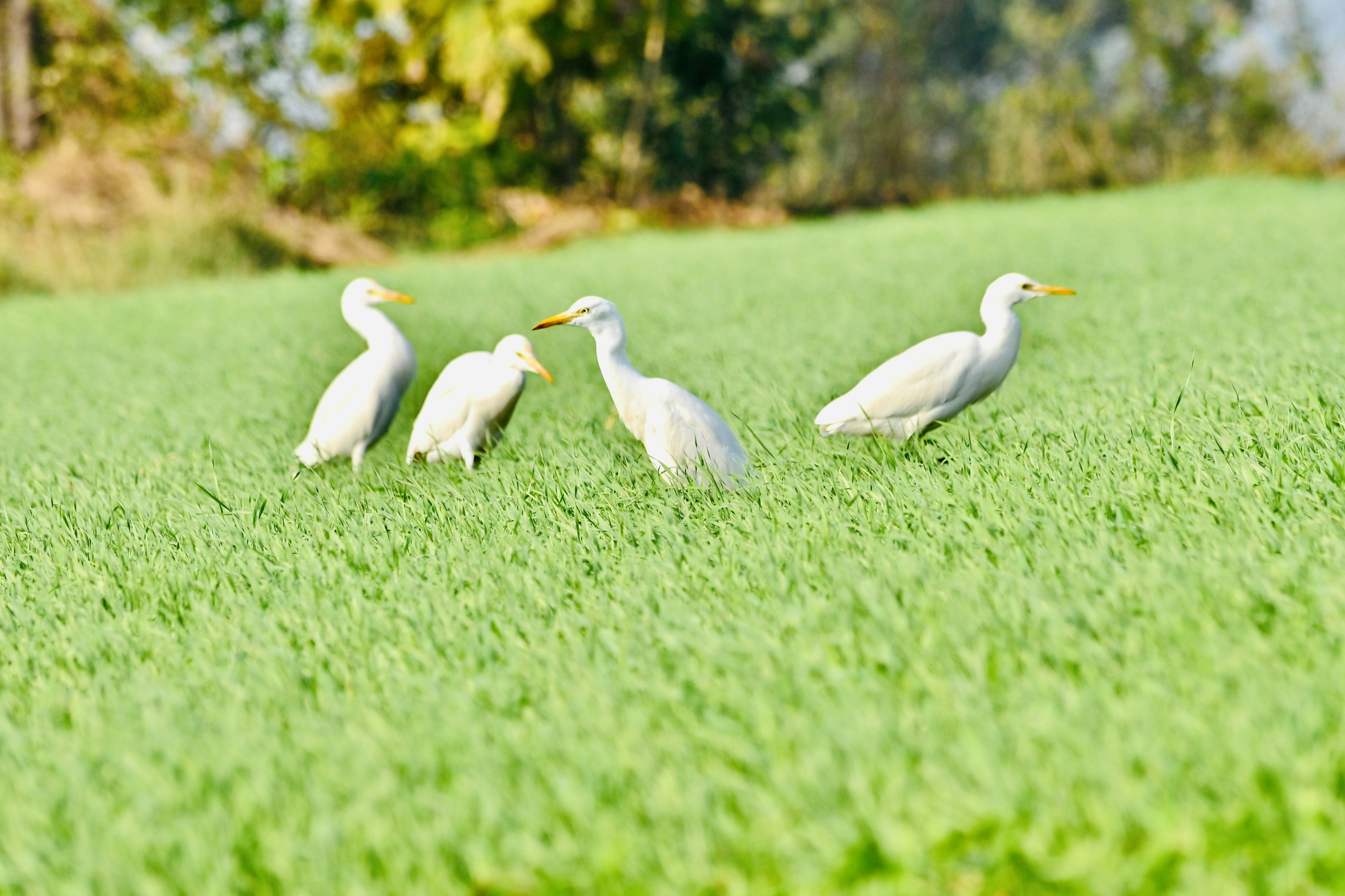 Quartet in the Emerald Field: White Herons on a Sunlit Morning
