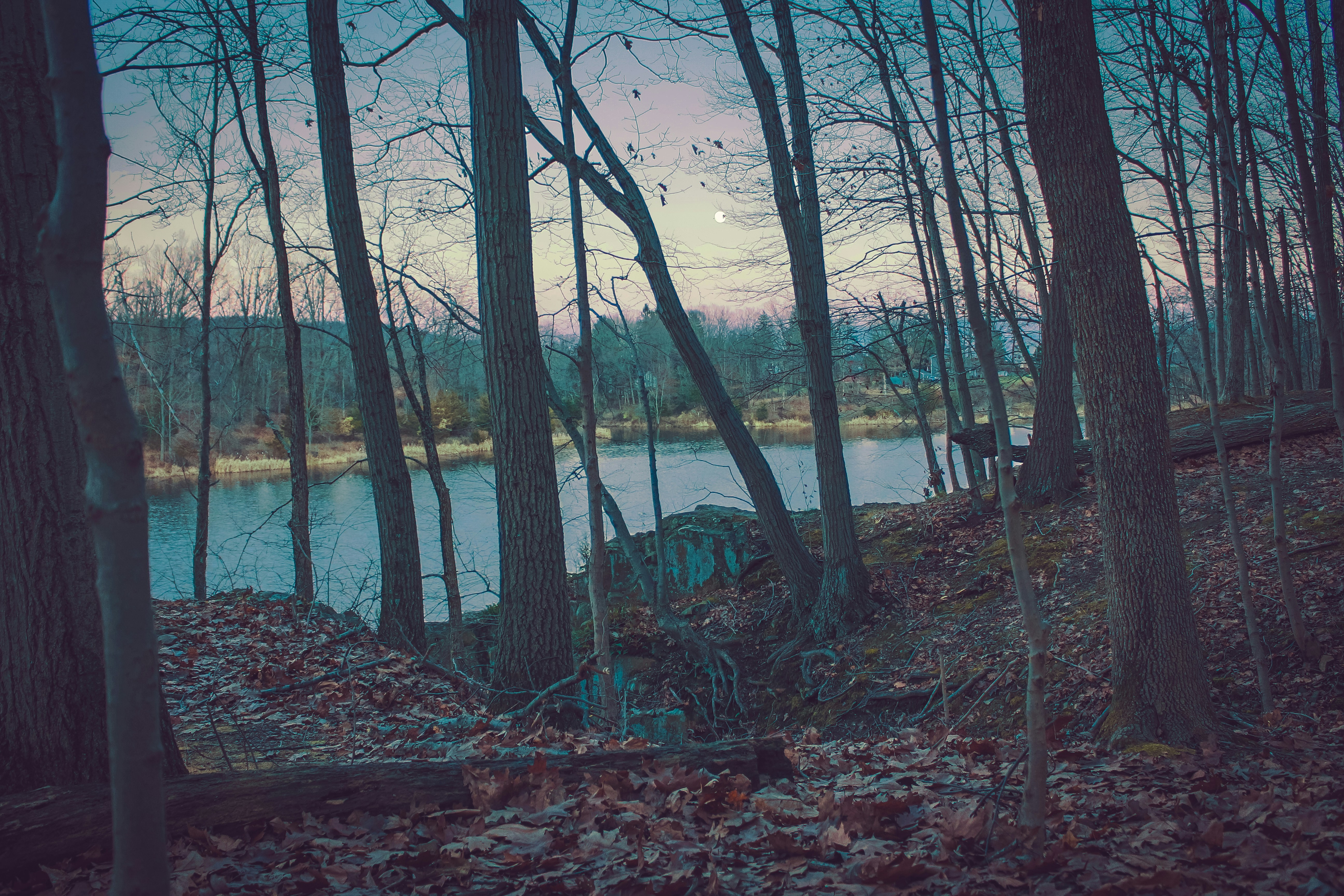 Serene riverside scene framed by bare trees, with a soft twilight sky reflecting on the water's surface.
