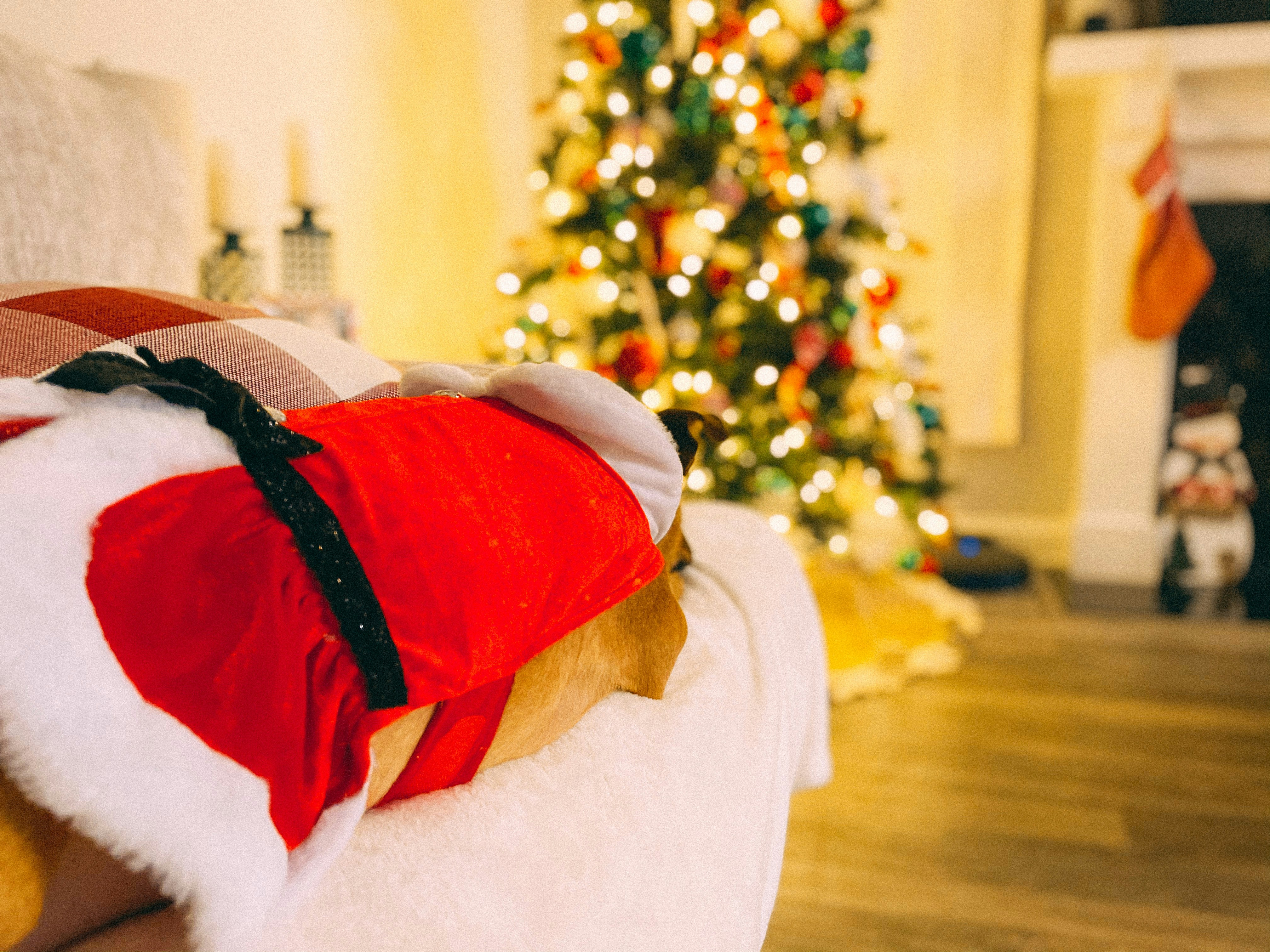 Cozy Christmas Imbalance: A Sock-Footed Moment Near the Tree