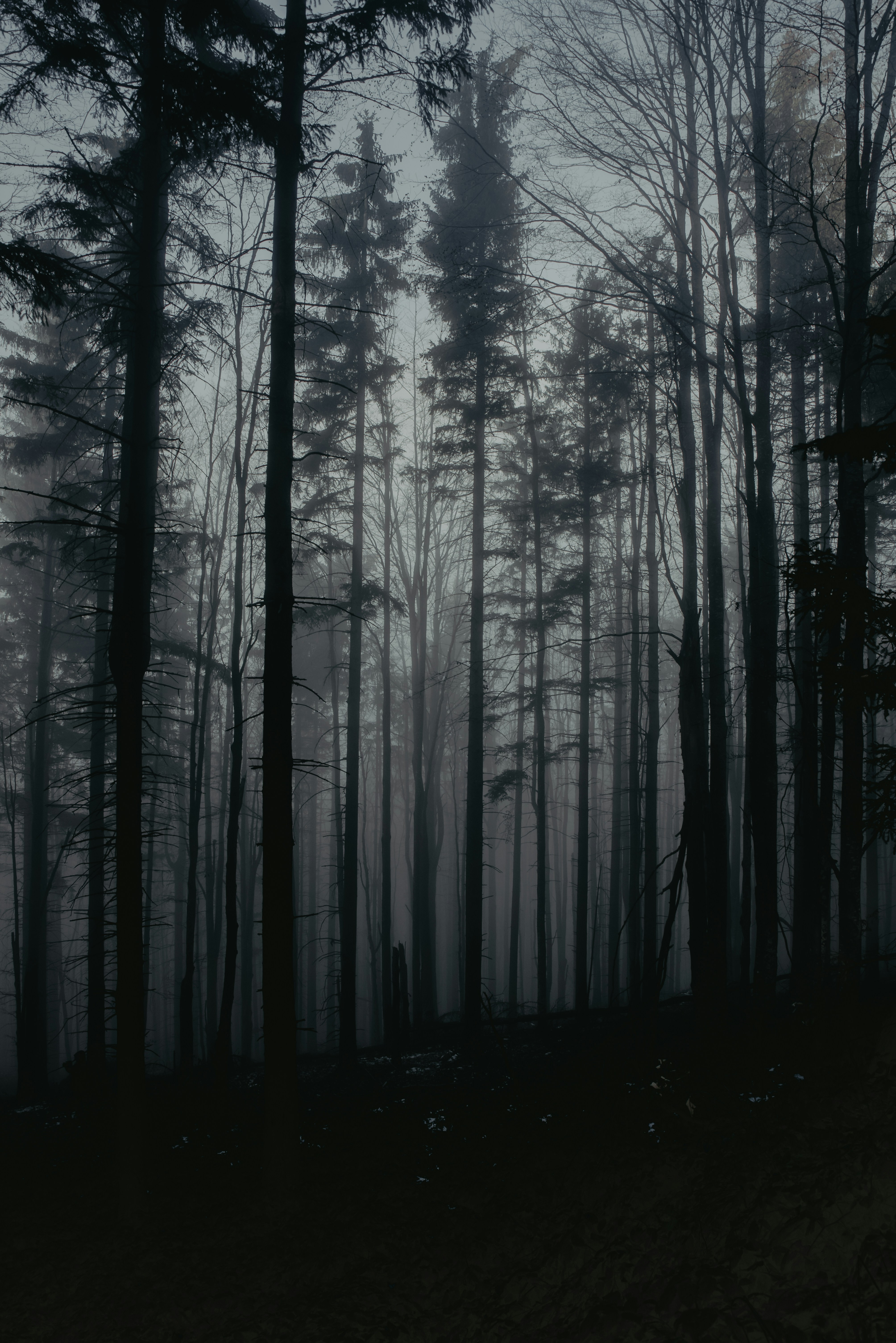Grayscale photo of forest trees photo – Free Grey Image on Unsplash
