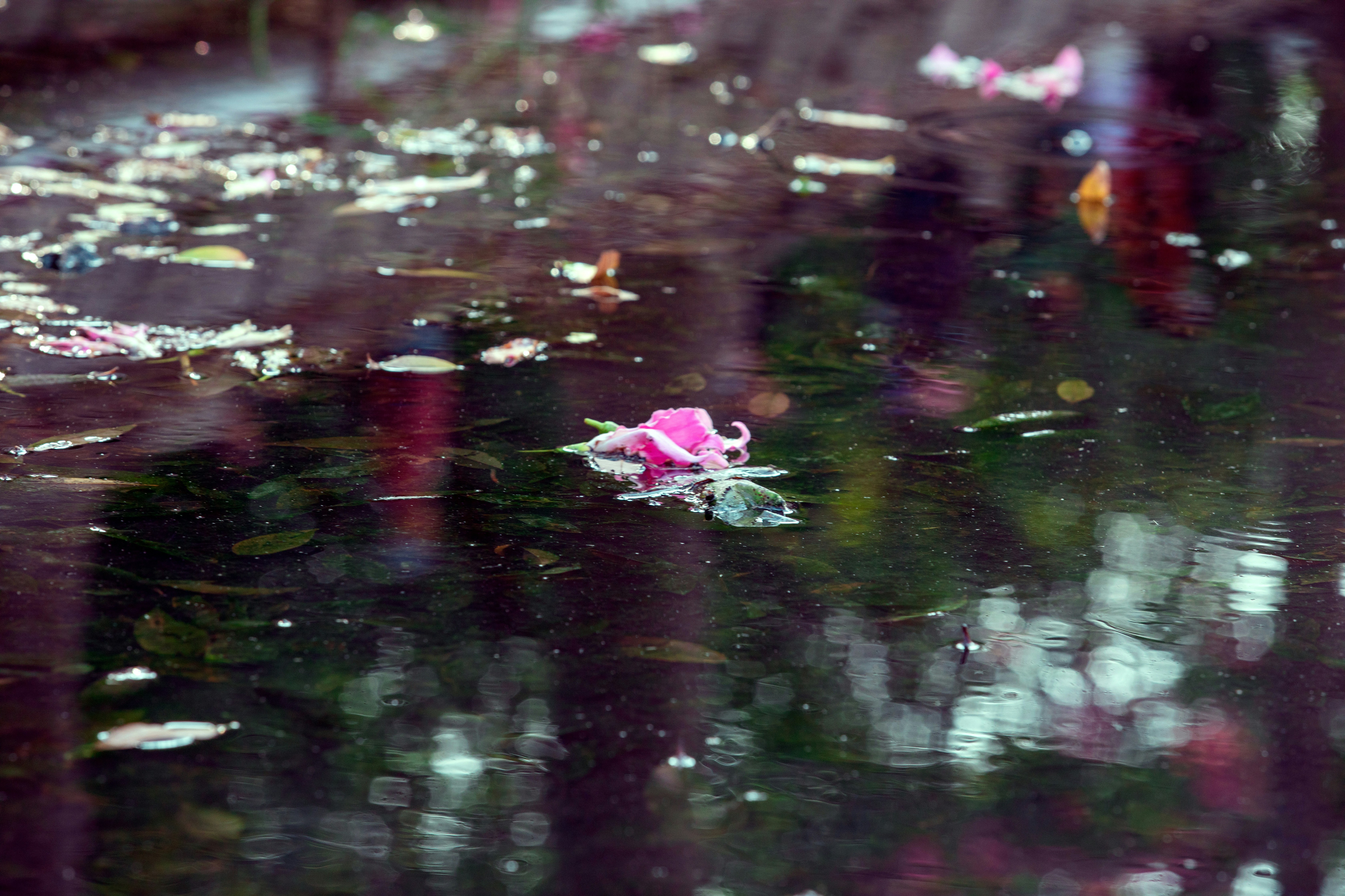 Floating Pink Petal Through Velvet Pond Reflections