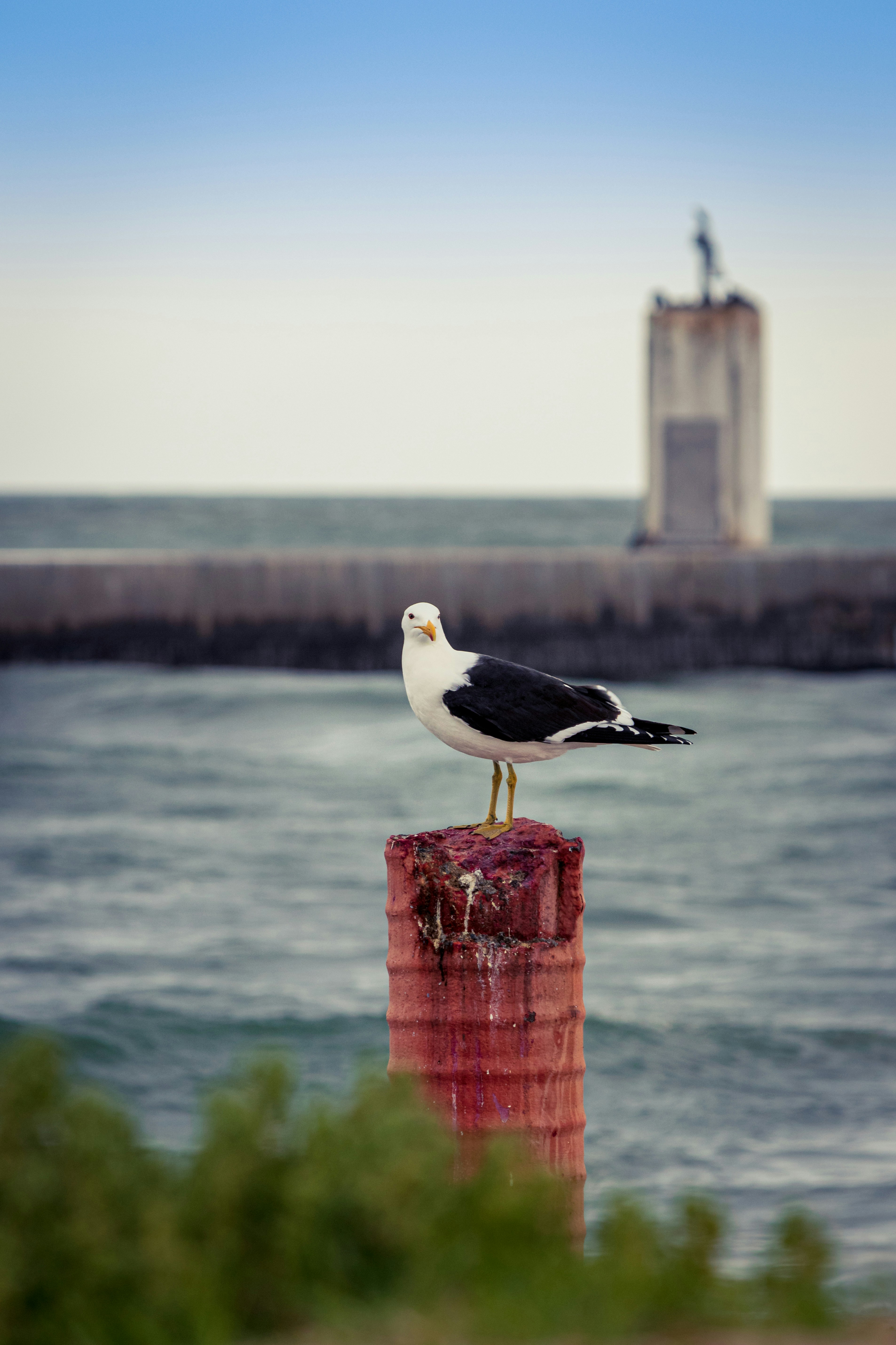 Seagull sitting on red post at the mouth of a river opening into the ocean
