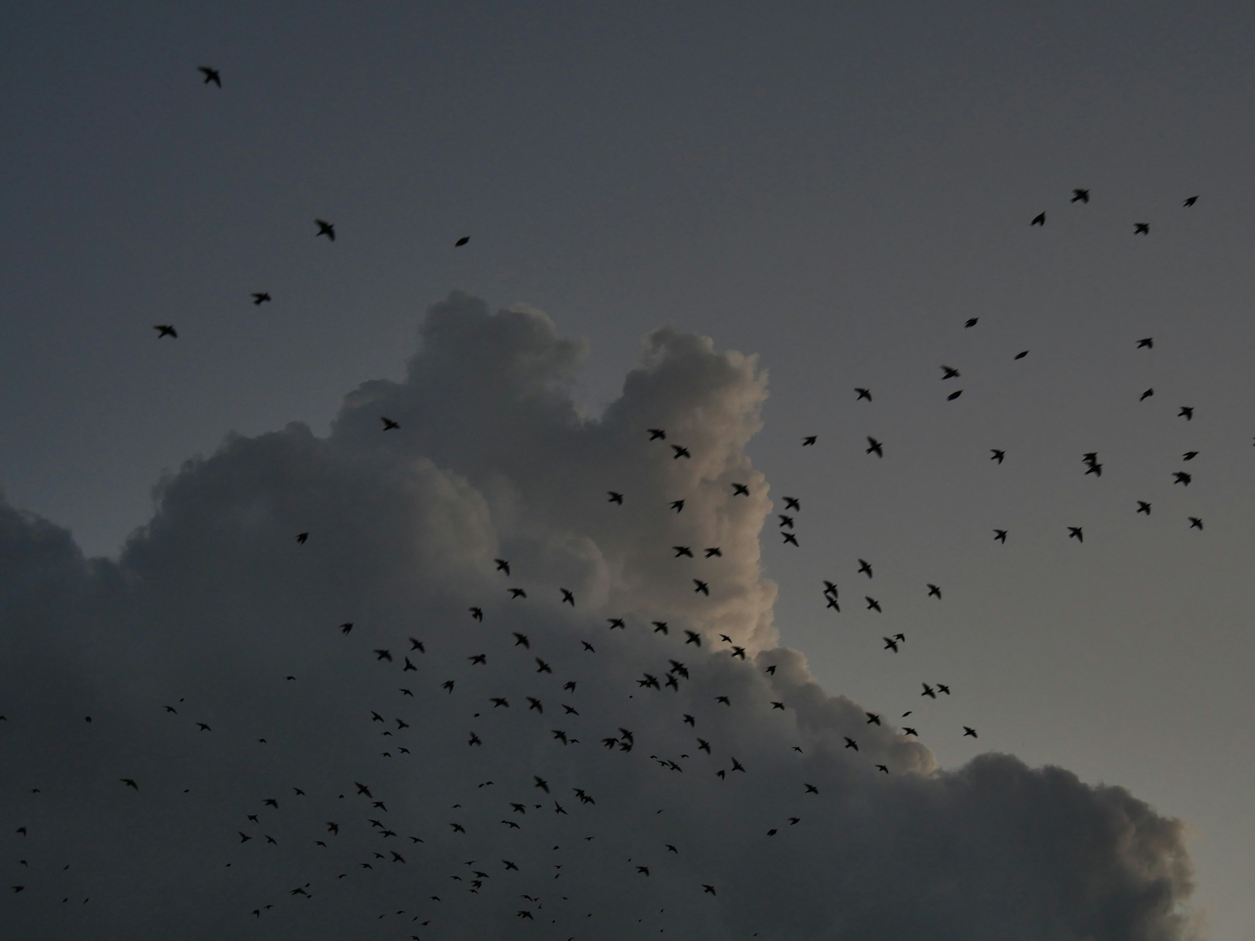 Flock of birds silhouetted against a backdrop of dark, billowing clouds at dusk.