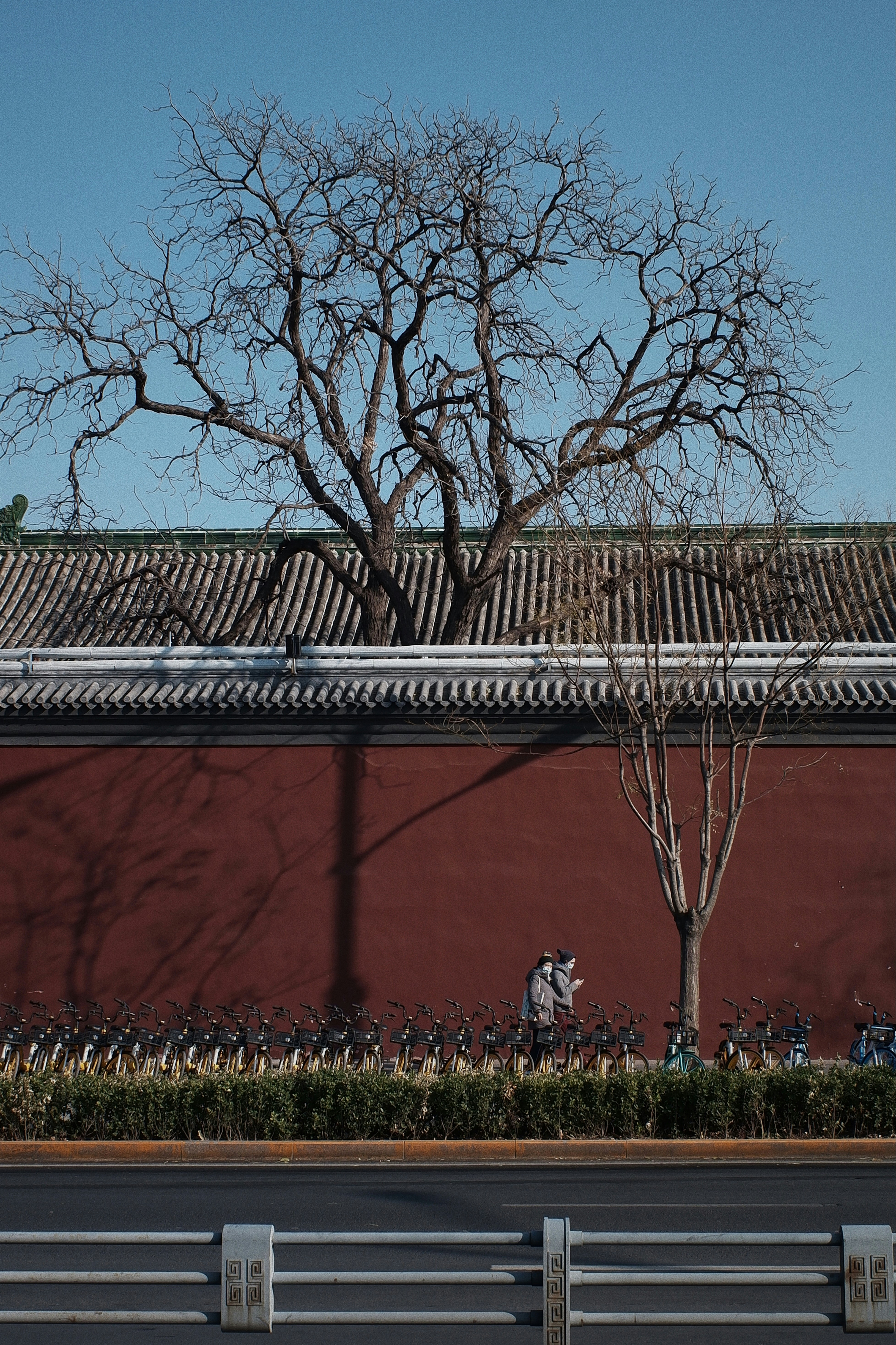 Winter Tree Over the Red Wall