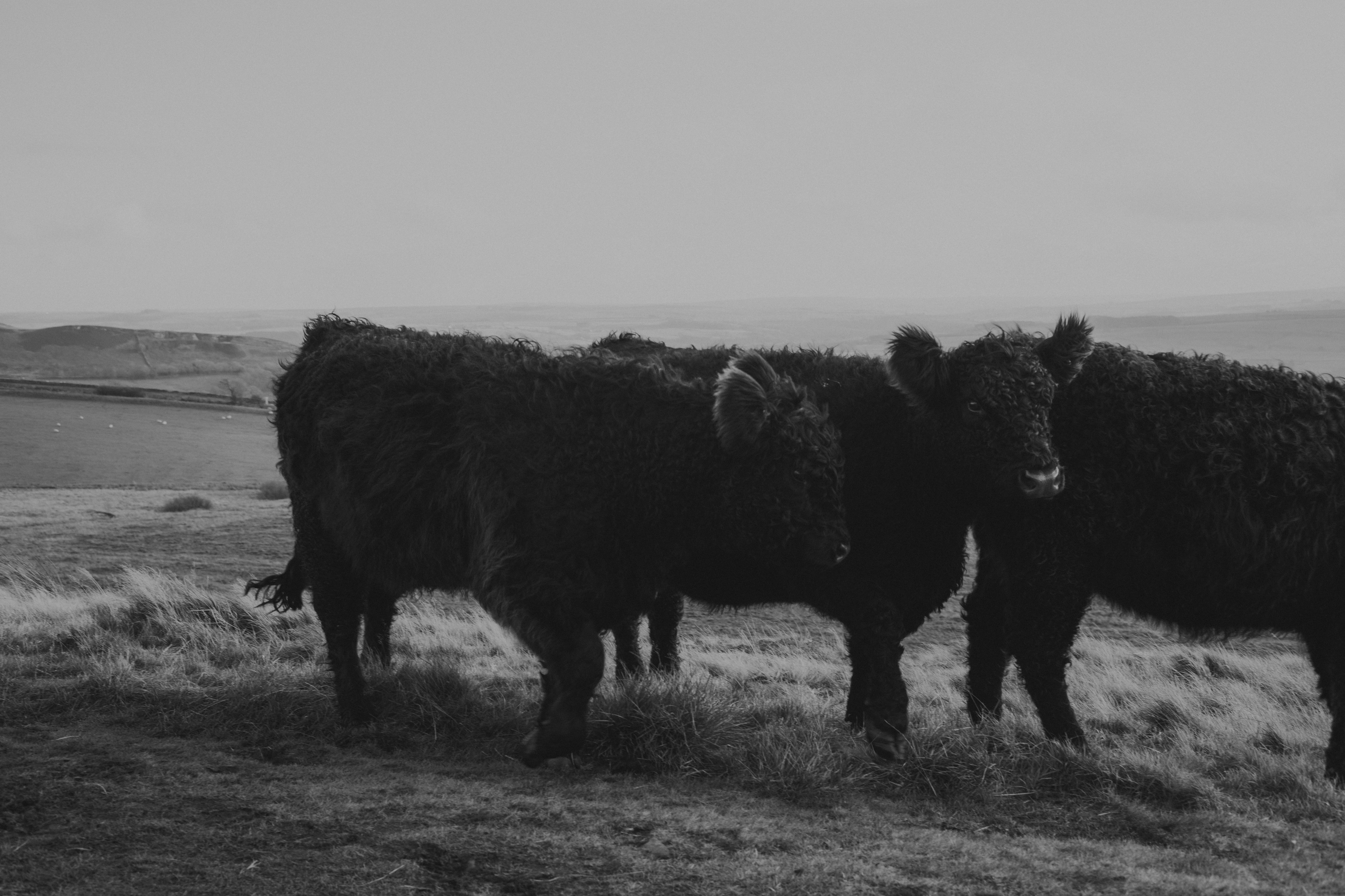 Grayscale photo of 4 cows on grass field photo – Free Black Image on ...