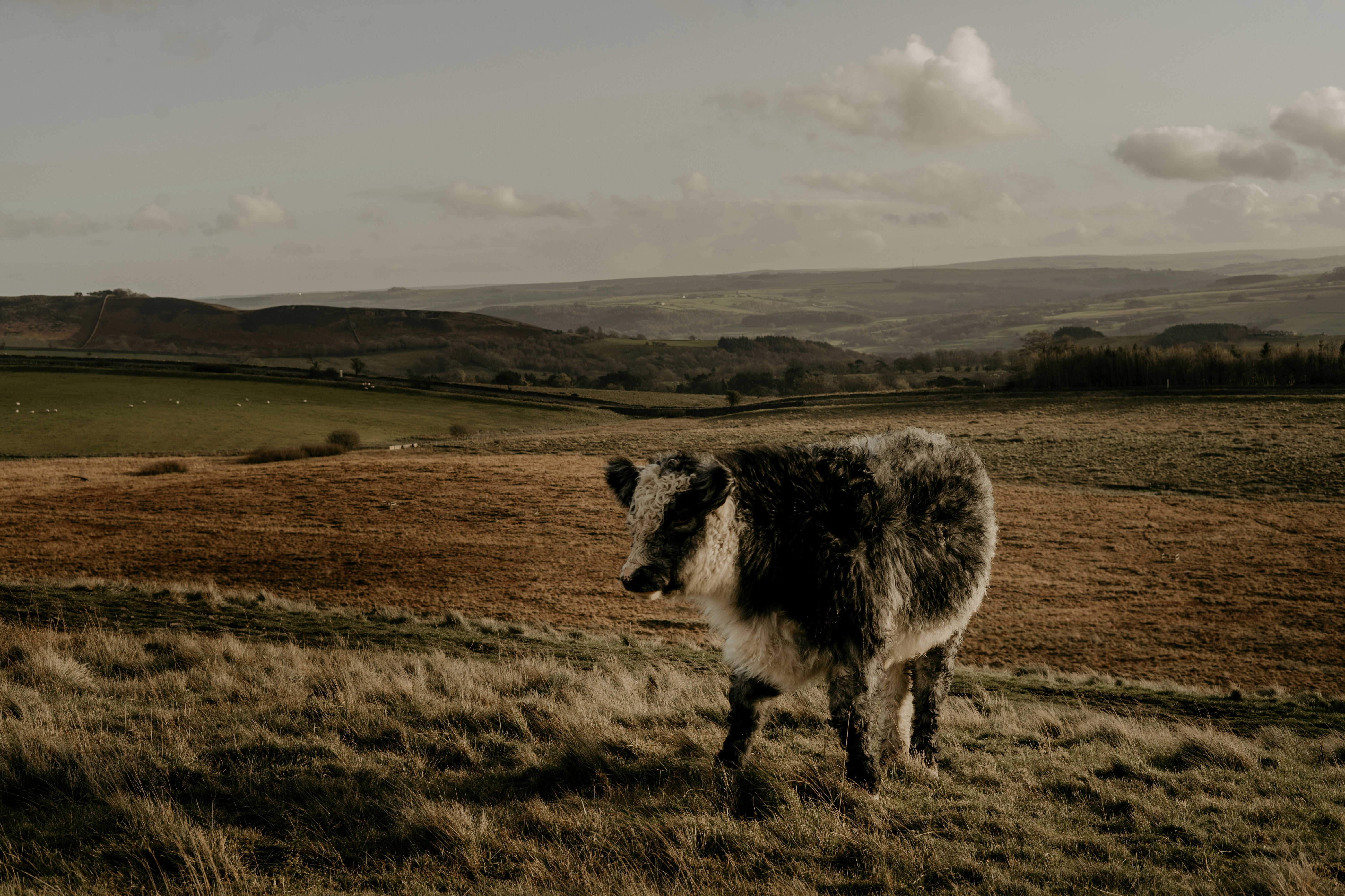 A lone sheepdog stands on a rolling hillside under a muted sky, with expansive farmland behind. This is a natural landscape capture emphasizing the animal as the focal point in a rural scene.