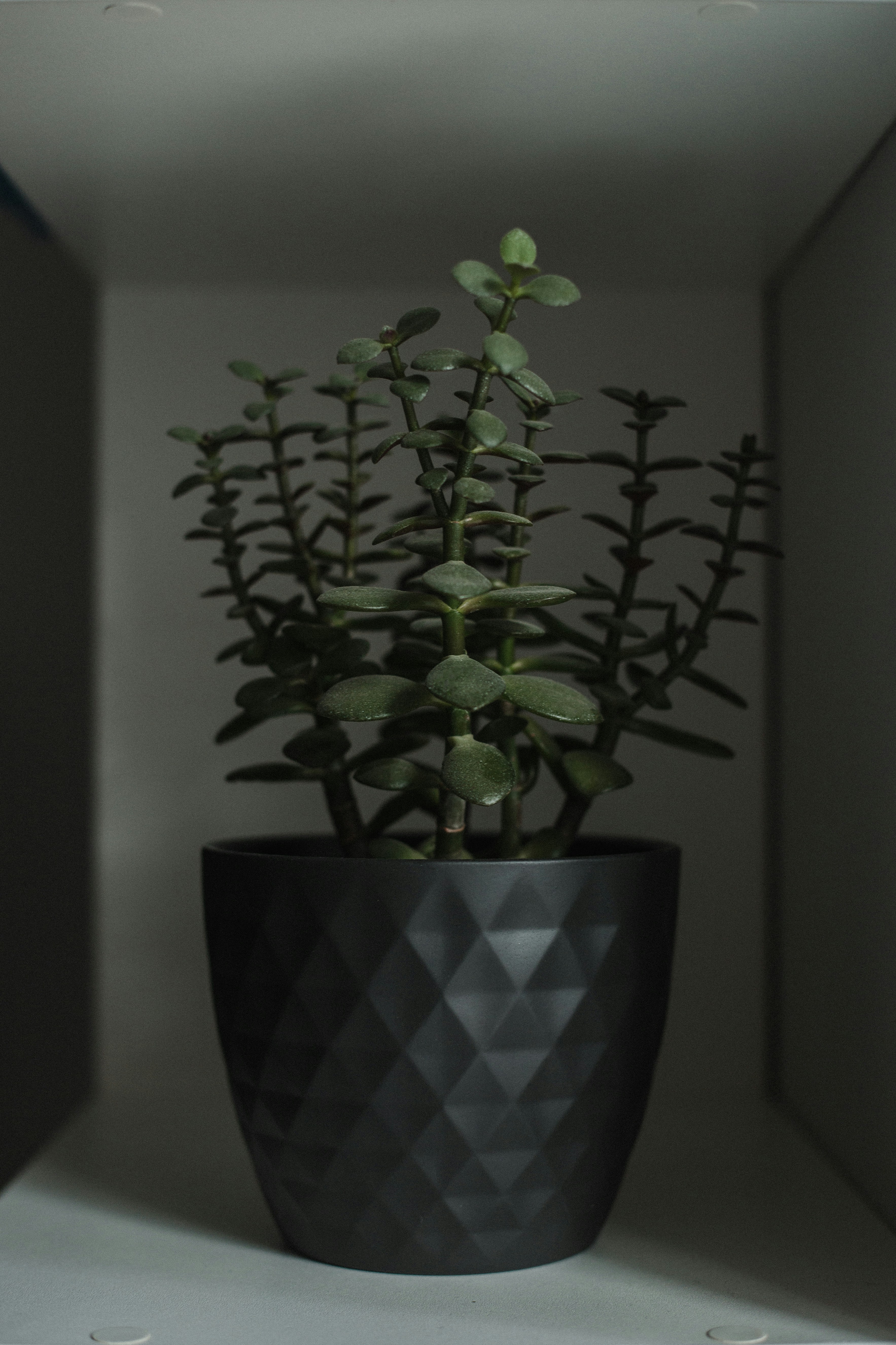 A modern black pot holds a thriving succulent, surrounded by soft shadows in a minimalist setting.