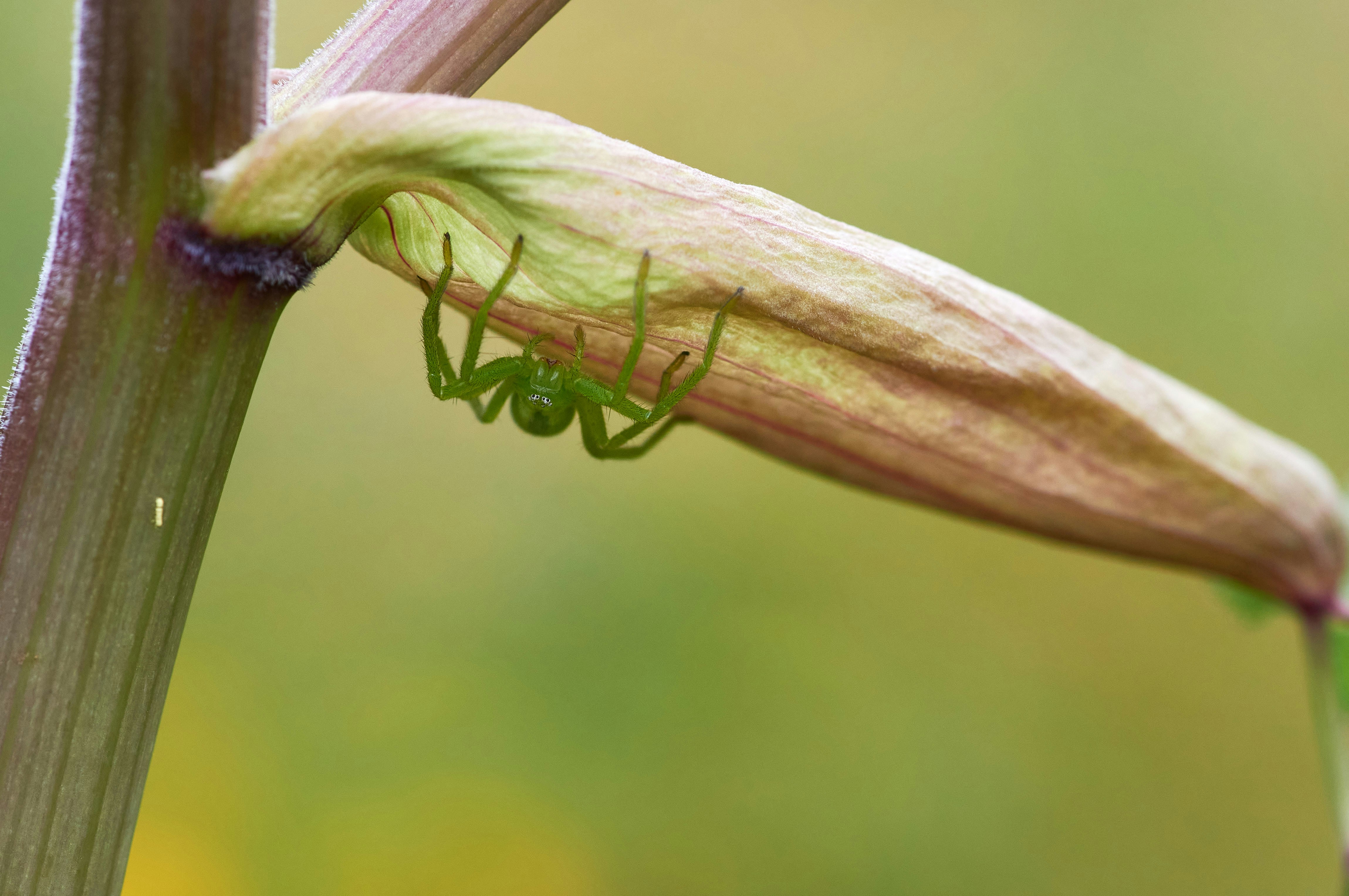 Emerald Spider on a Wilted Blade: A Macro Moment