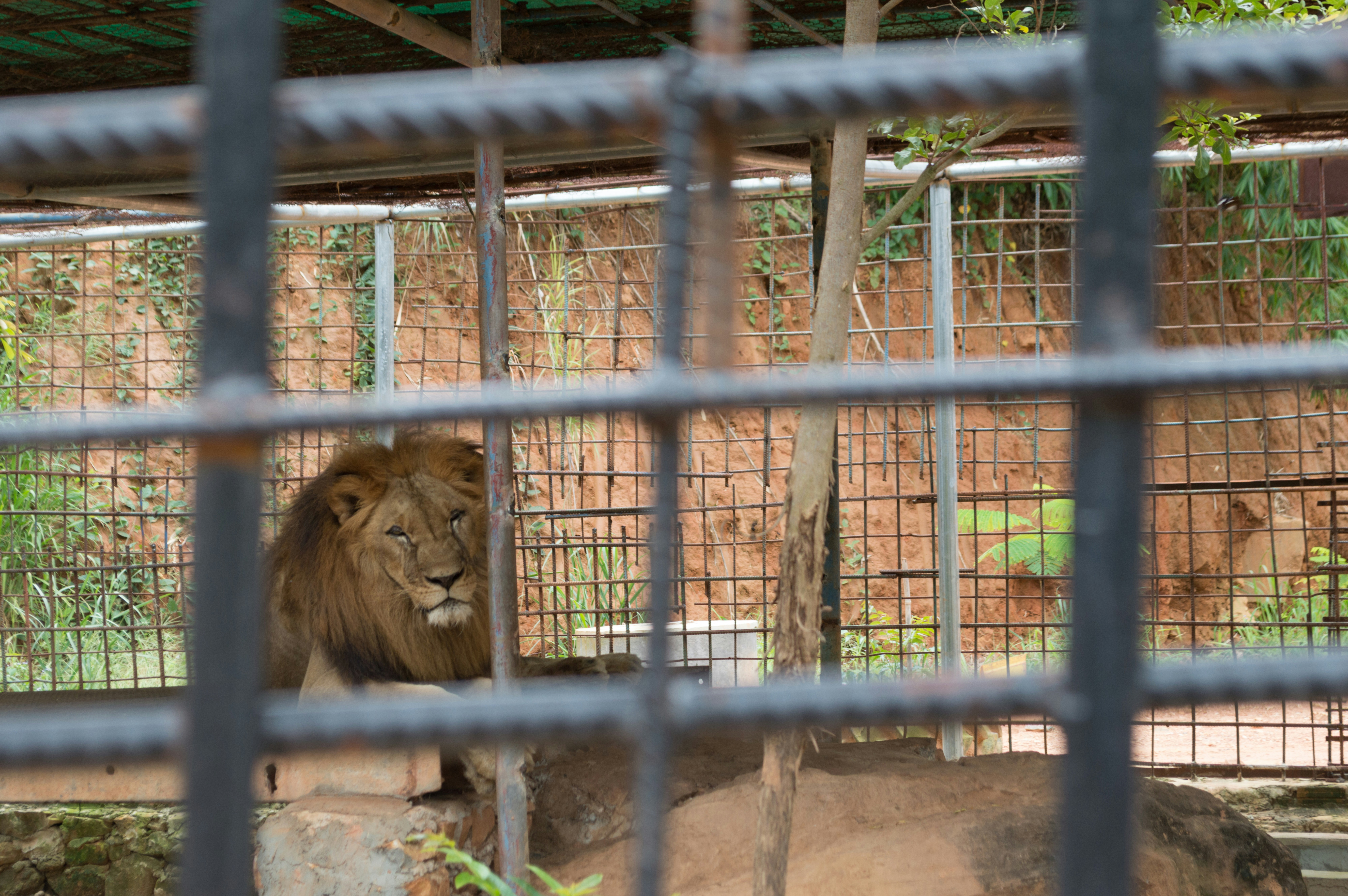 Quiet Vigil Behind Grids: A Lion's Gaze in a Zoo Cage