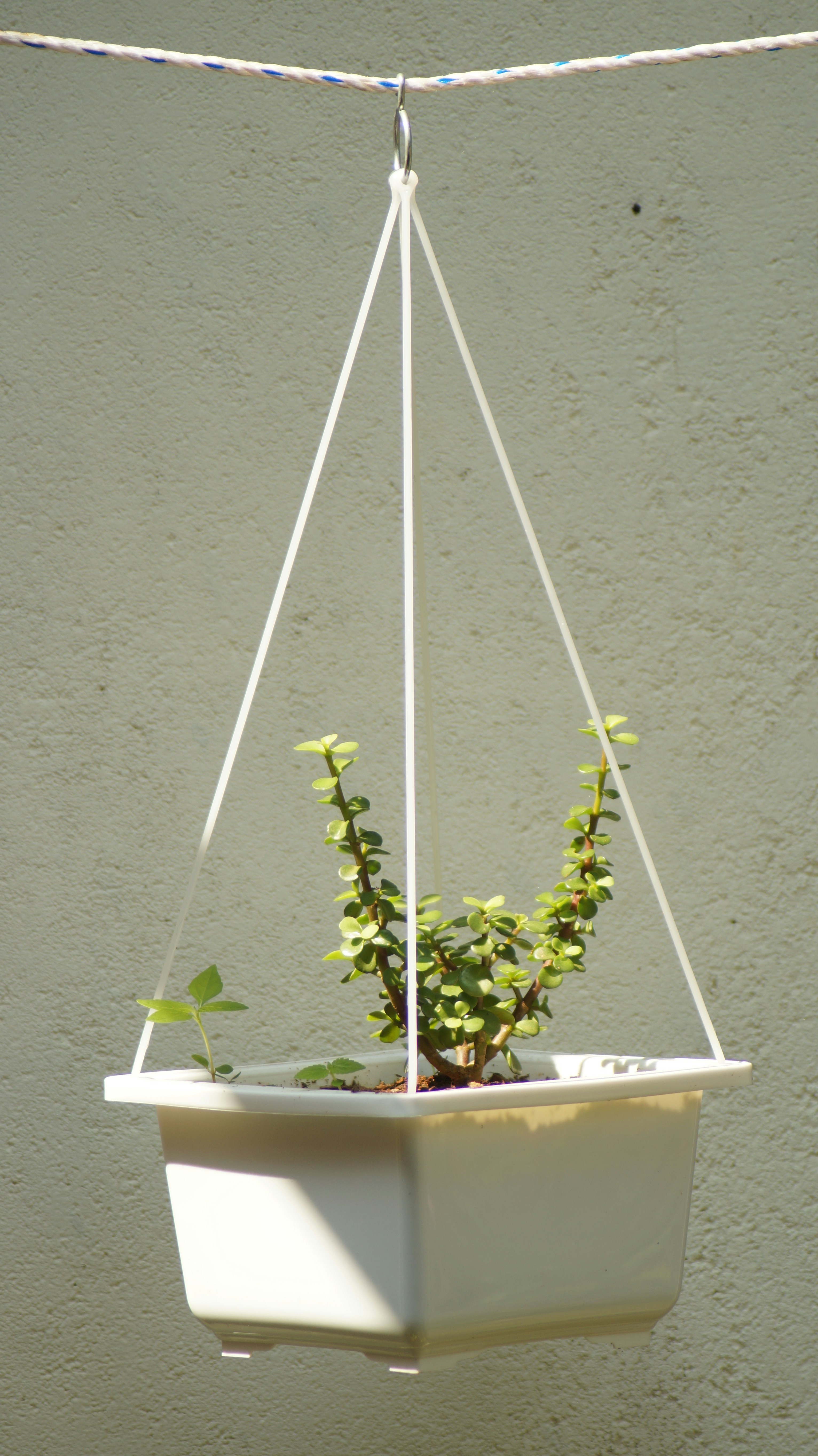 Hanging planter with lush green succulents suspended against a textured wall.