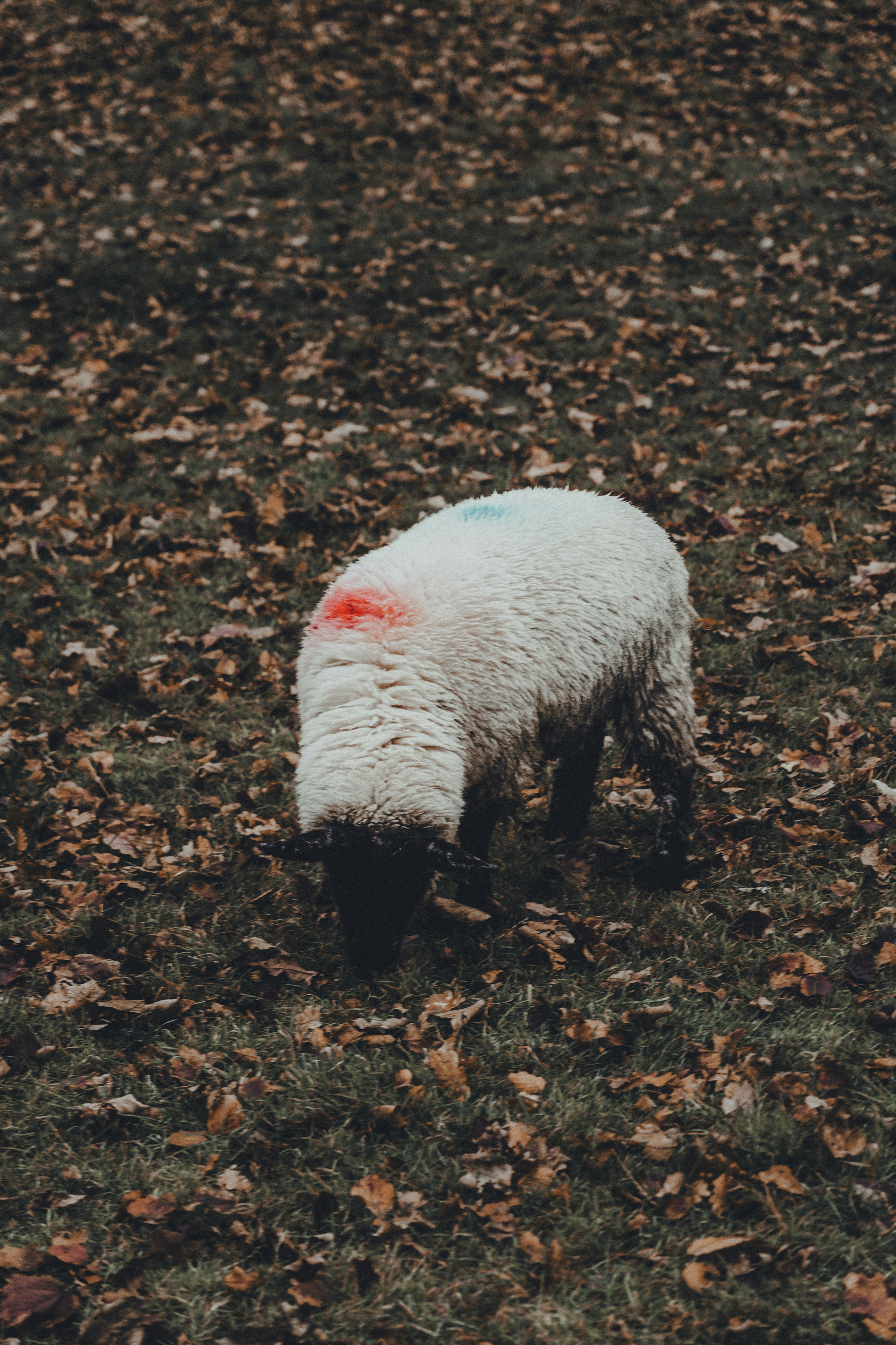 White sheep on brown dried leaves photo – Free Sheep Image on Unsplash